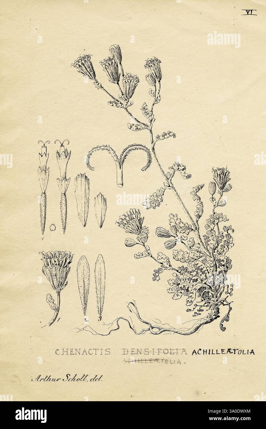 Drawings/prints associated with USPRR reports & photographs/archival ...