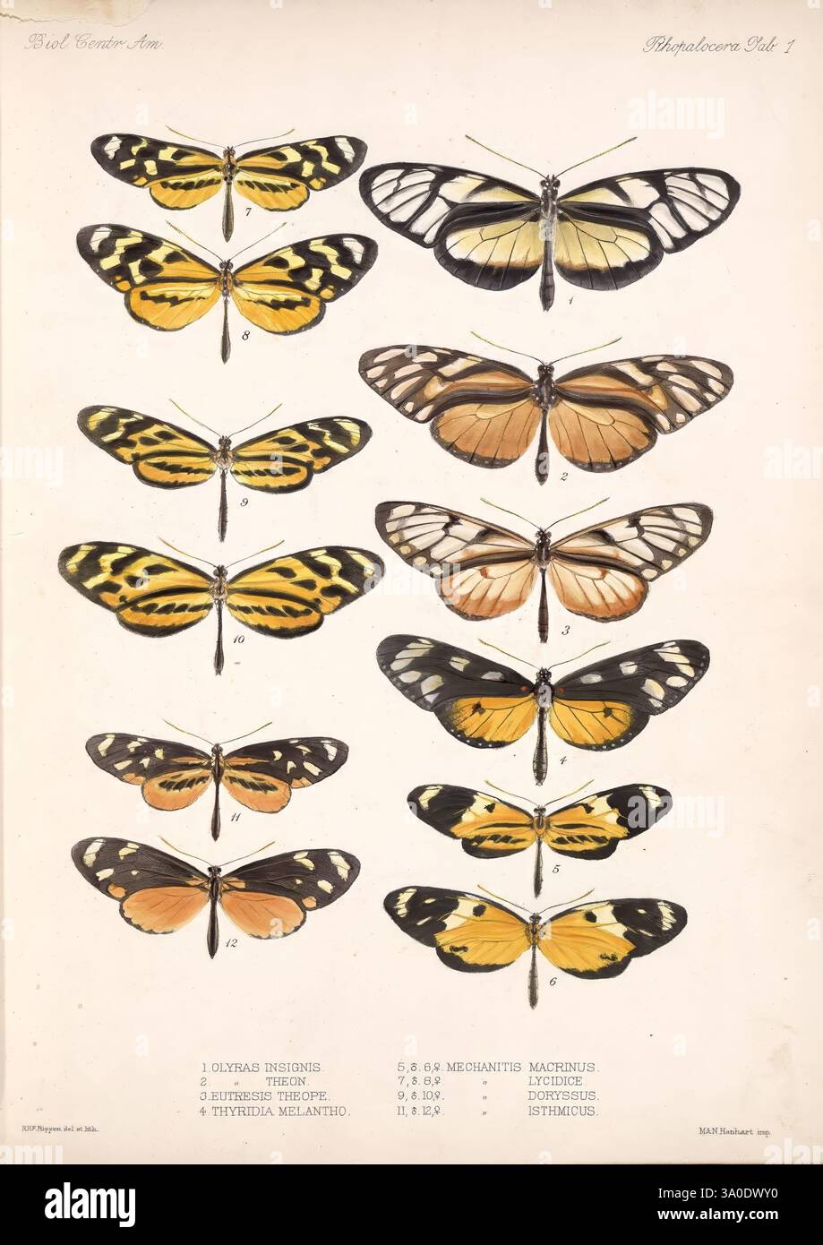 Upper row features four butterflies hi-res stock photography and images ...