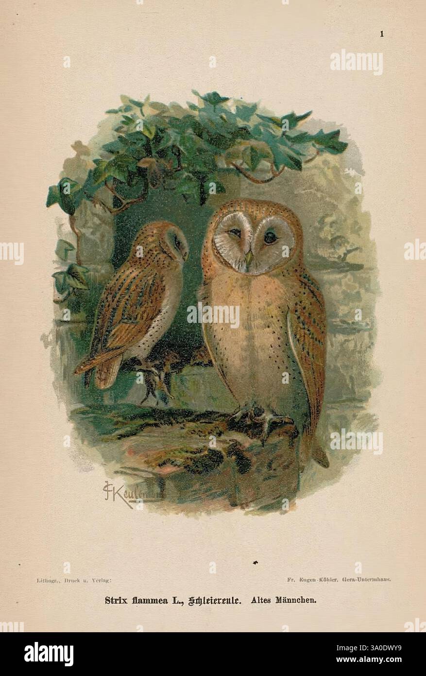 Distinctive heart shaped faces hi-res stock photography and images - Alamy