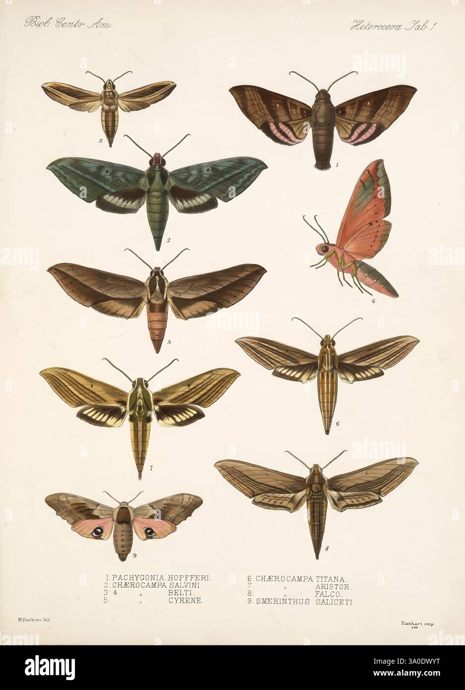 Moth exhibits unique coloration hi-res stock photography and images - Alamy