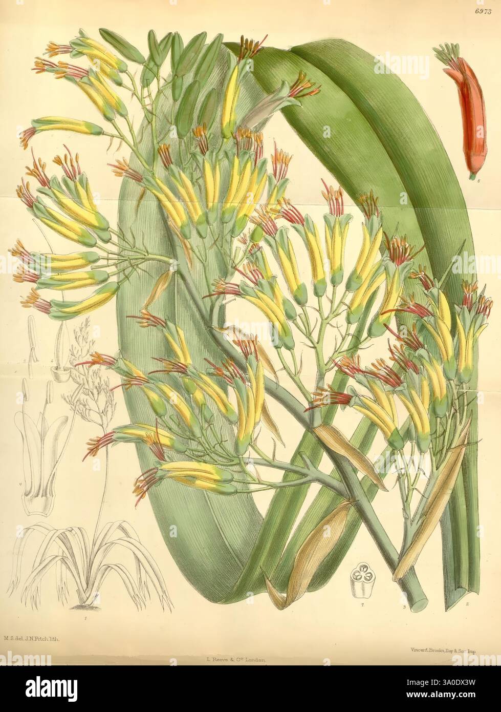 Curtis's Botanical Magazine London, New York botanical illustration ...