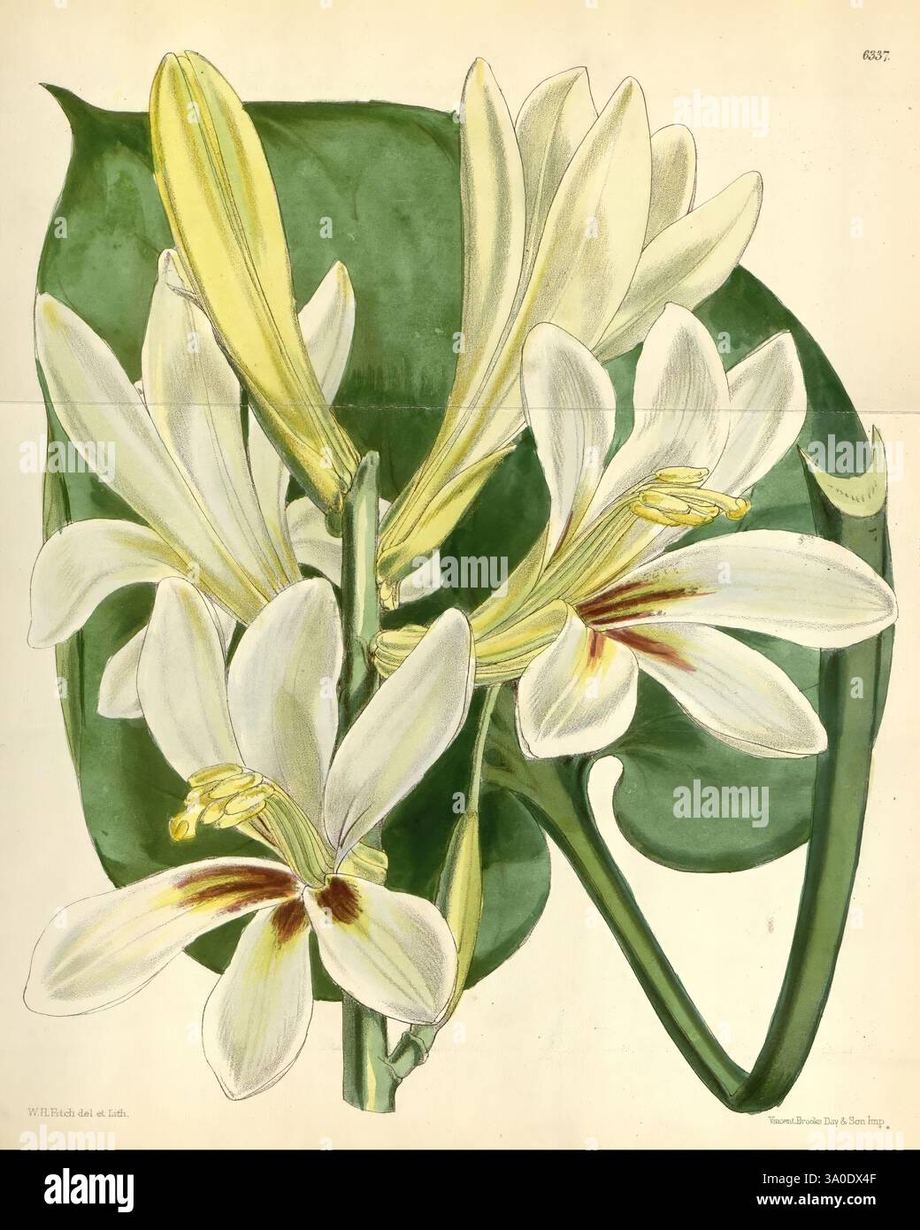Elegant cluster of white lilies hi-res stock photography and images - Alamy