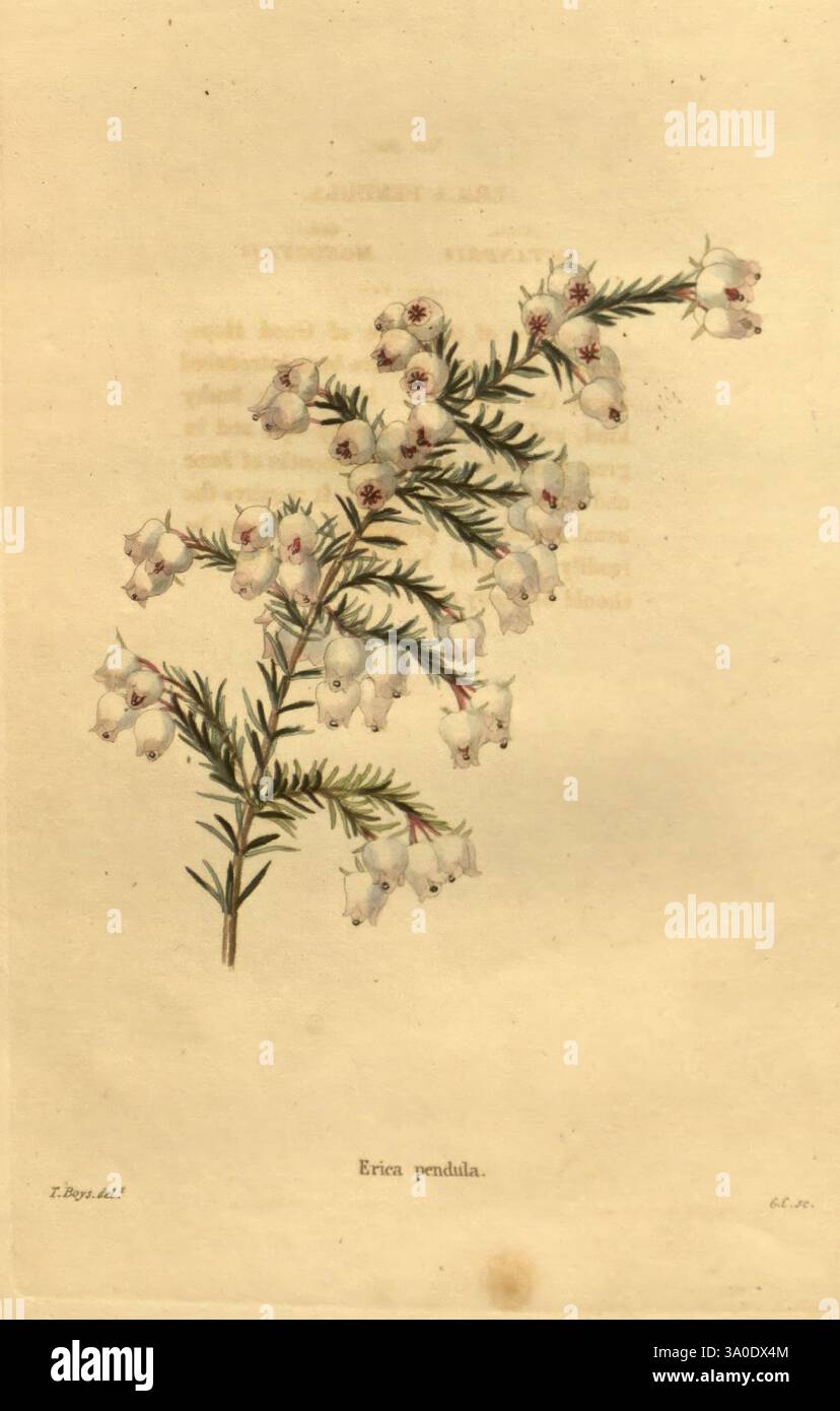 The Botanical Cabinet London John Arthur Arch 1817-1833, A delicate ...