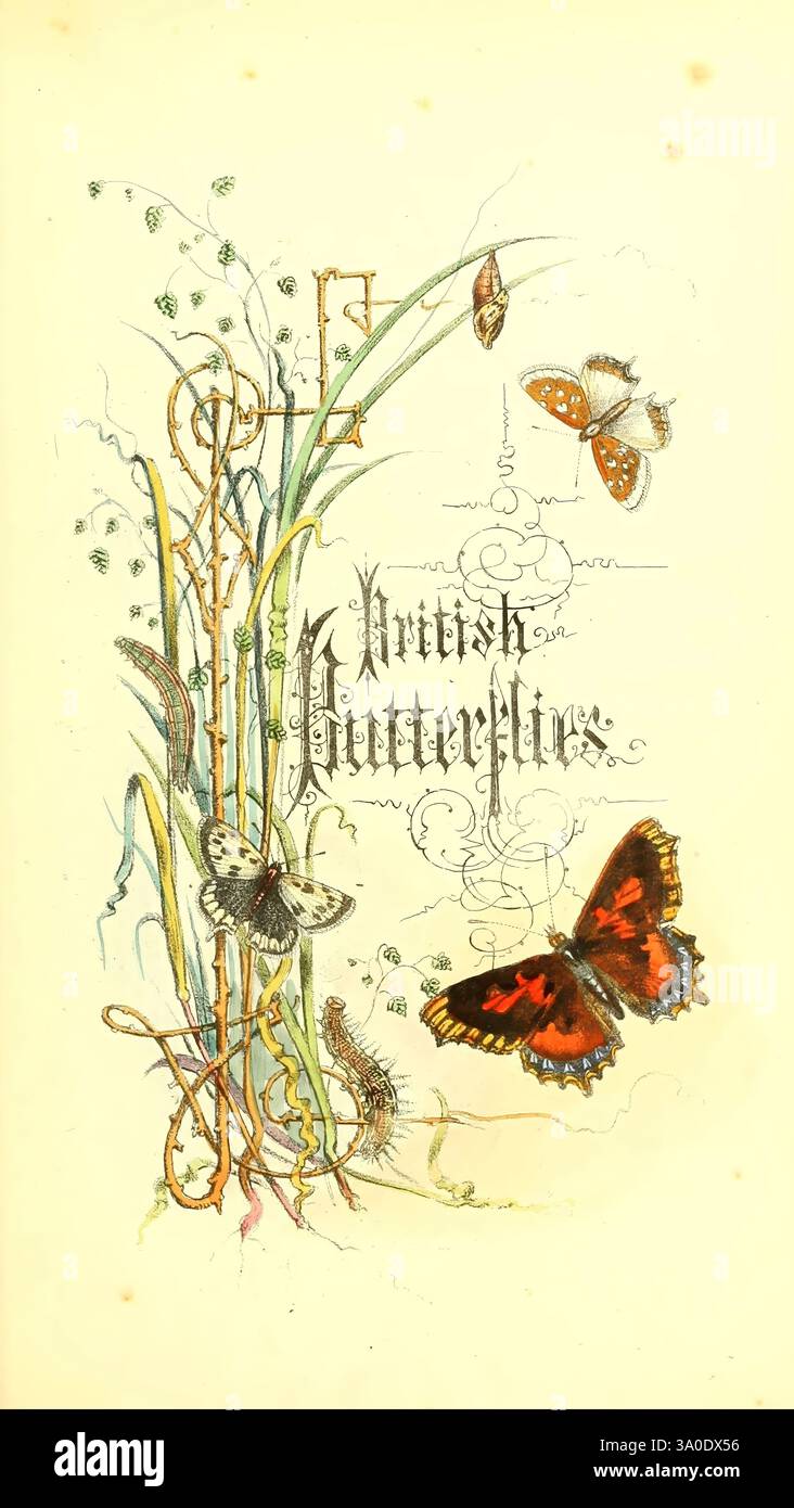 The genera and species of British butterflies London, T.J. Allman ...
