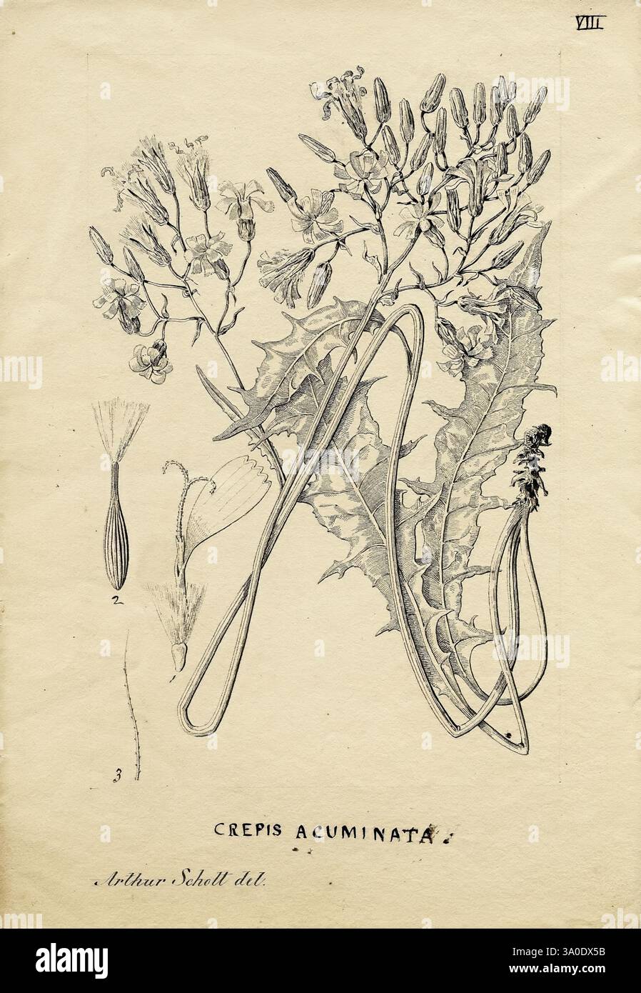 Precise anatomy of crepis acuminata hi-res stock photography and images ...