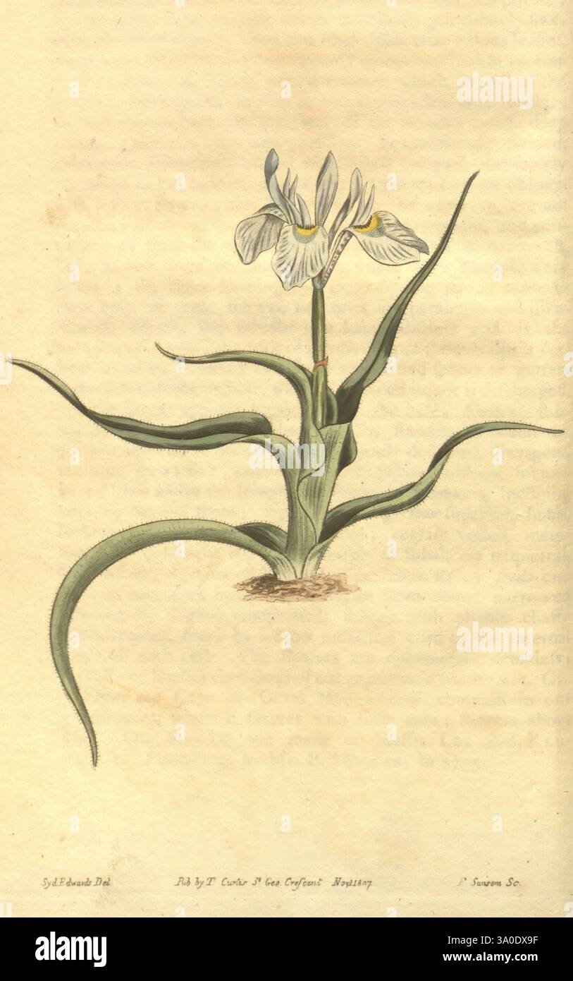 Curtis's Botanical Magazine London New York Botanical Illustration ...