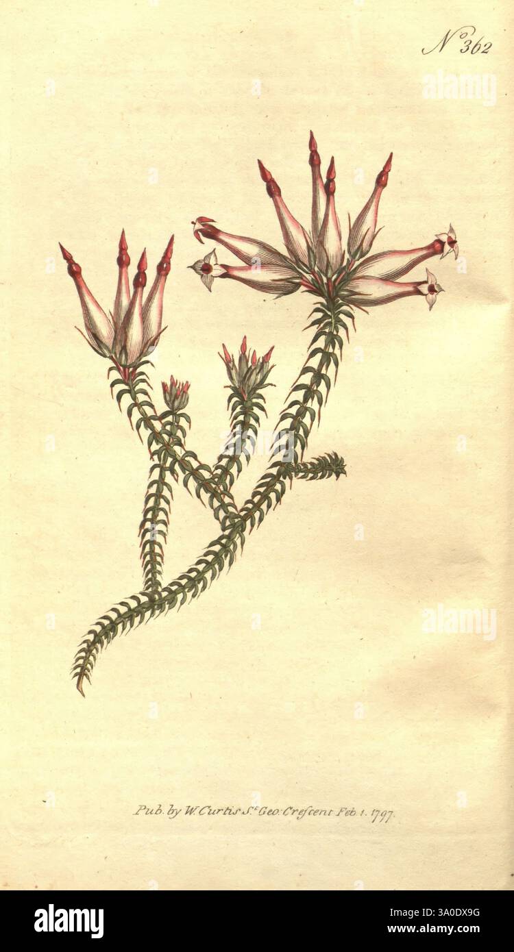 1790 1800 botany periodicals pictorial works curtis taxonomy hi-res ...