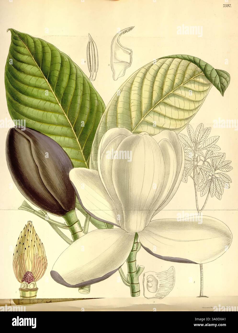 Curtis's botanical magazine, London, New York, botanical illustration ...