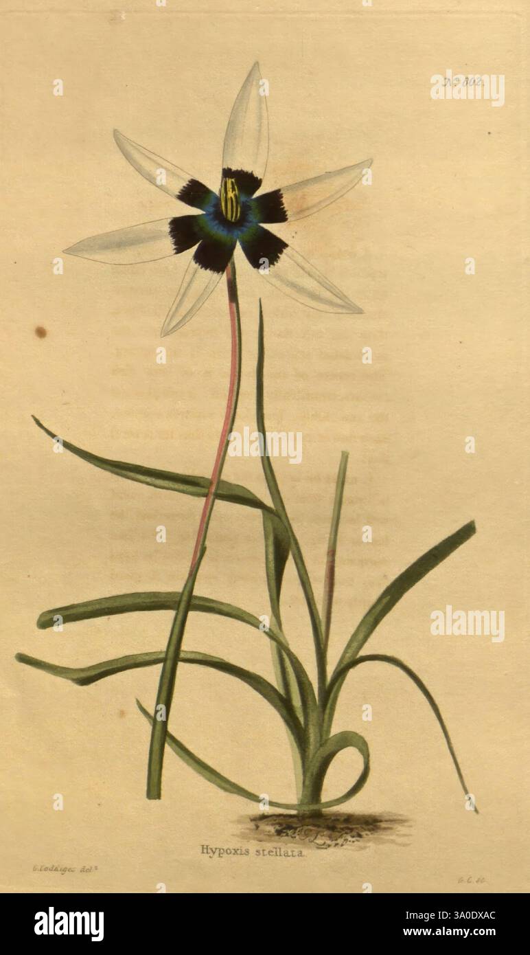 Showcasing six elongated petals hi-res stock photography and images - Alamy