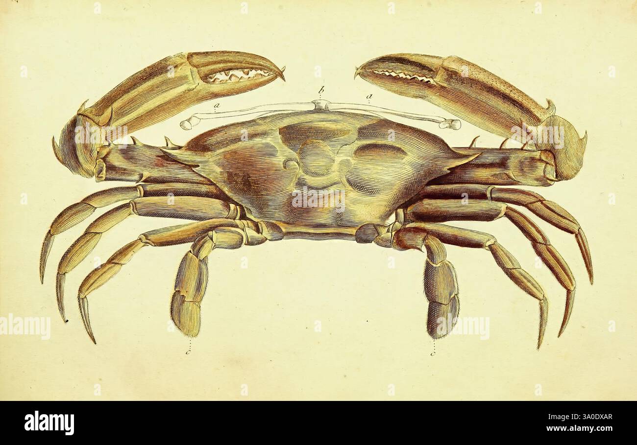 Genera, crustaceorum, et, insectorum, secundum, ordinem, naturalem, in ...