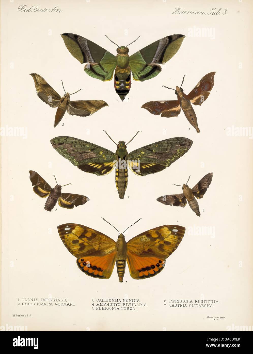 Clanis imperiale hi-res stock photography and images - Alamy