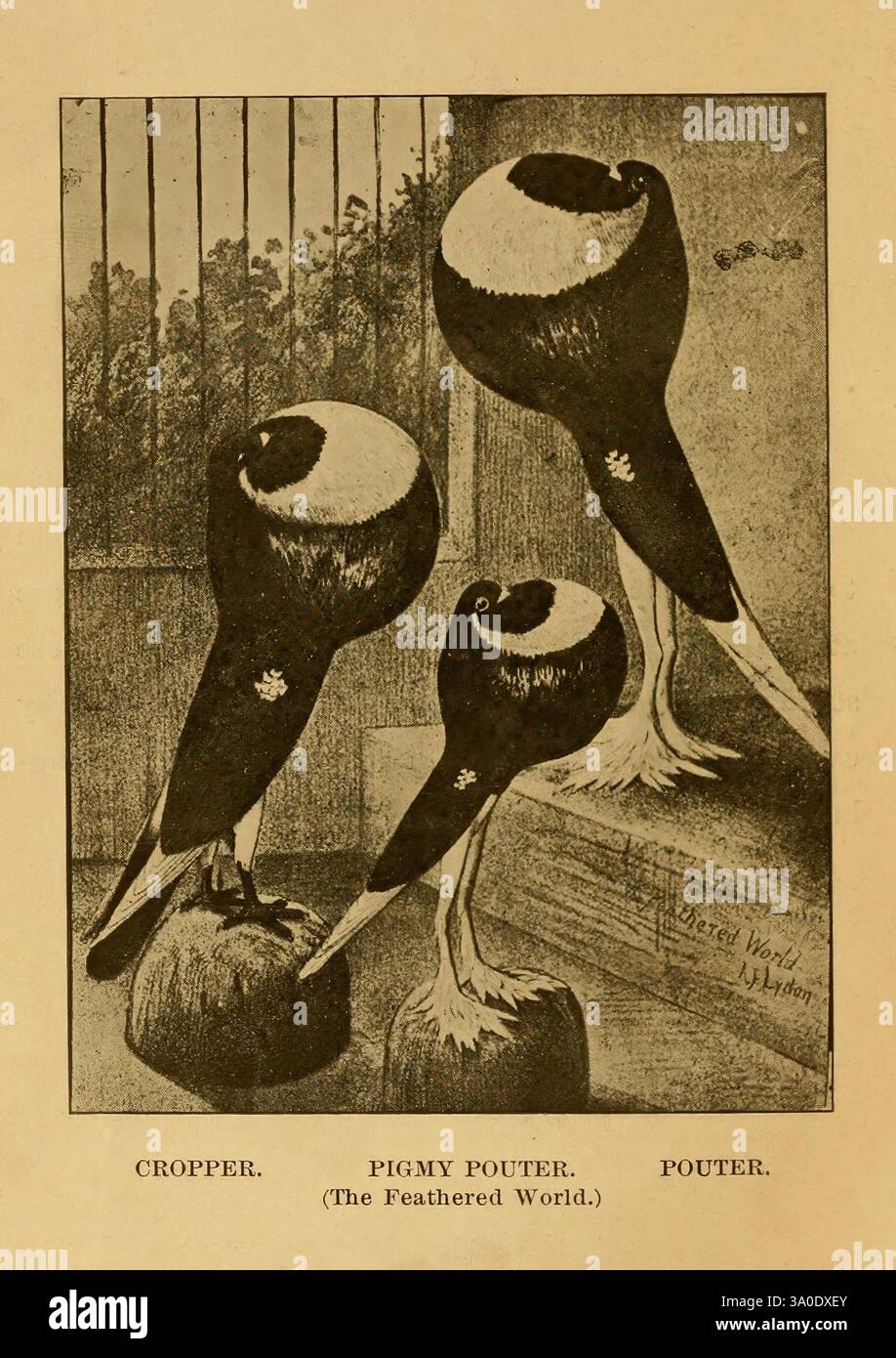 The pigeon standard Boston, C.E. Twombly [c1900] pigeons, A detailed ...