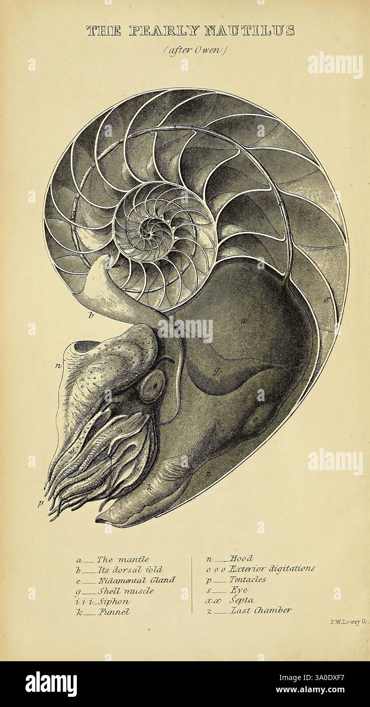 A manual of the Mollusca London Virtue & Co. 1868 mollusks mollusk ...