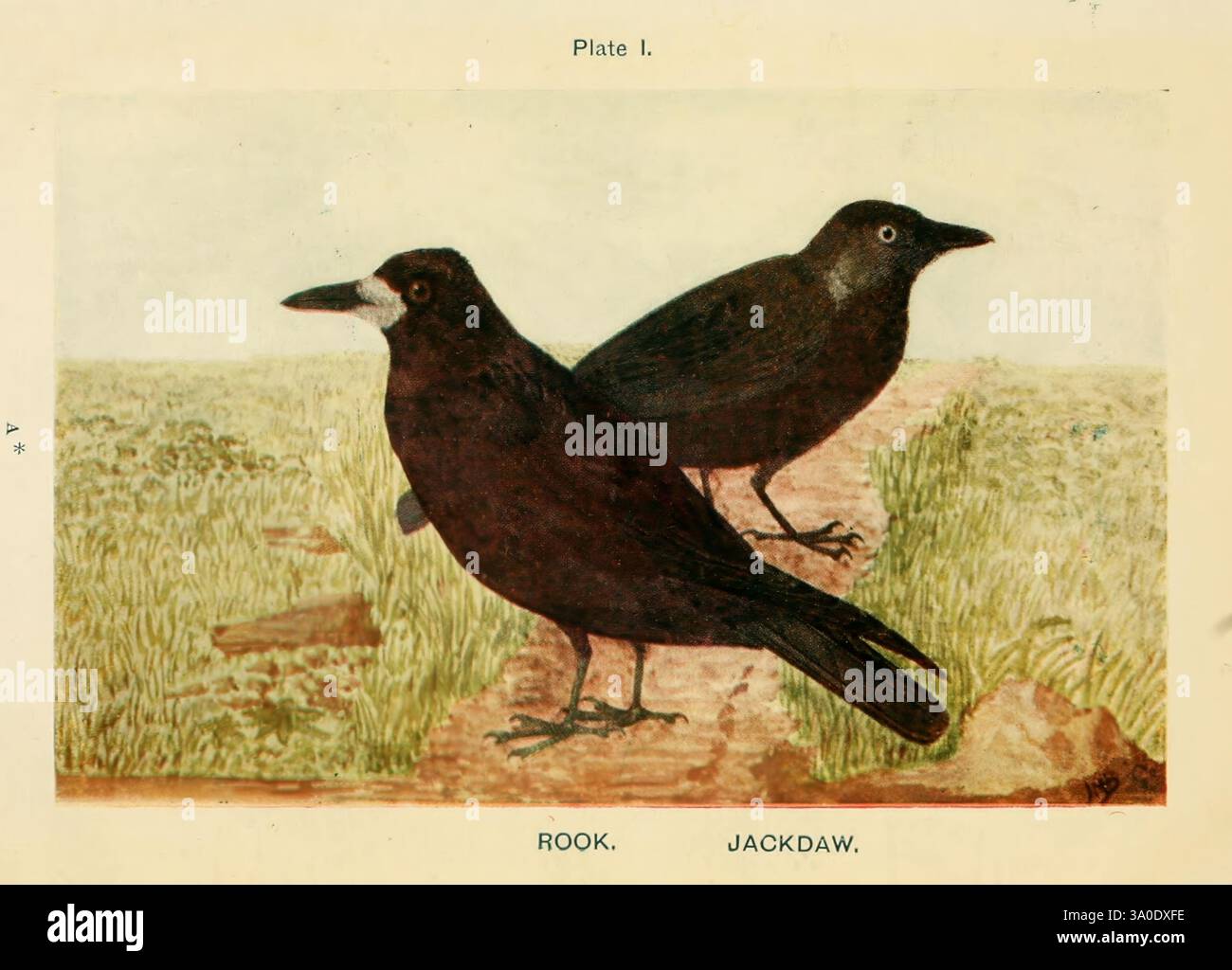 Nape glossy blue black hi-res stock photography and images - Alamy