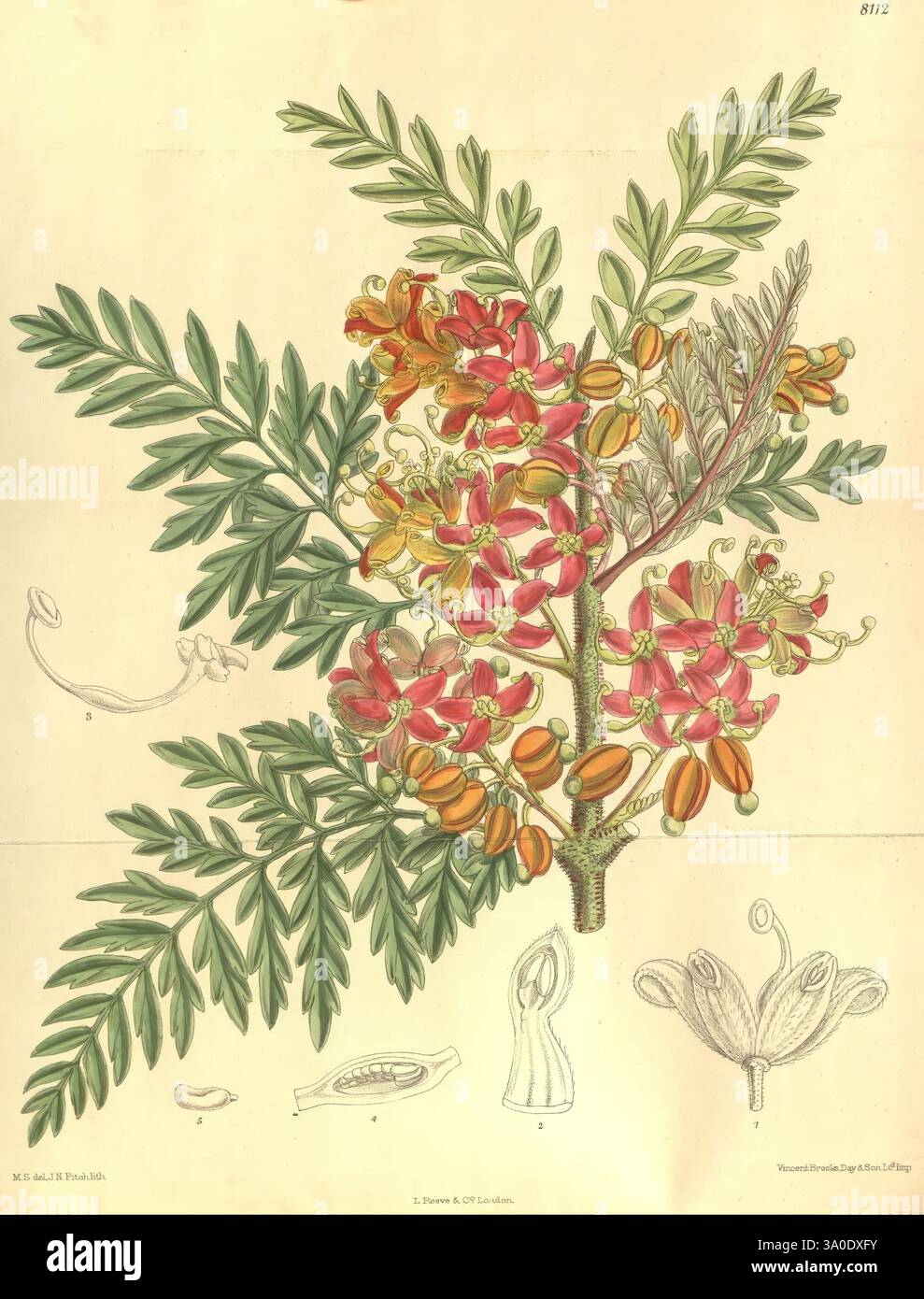 Curtis's Botanical Magazine, London, New York, botany, periodicals ...