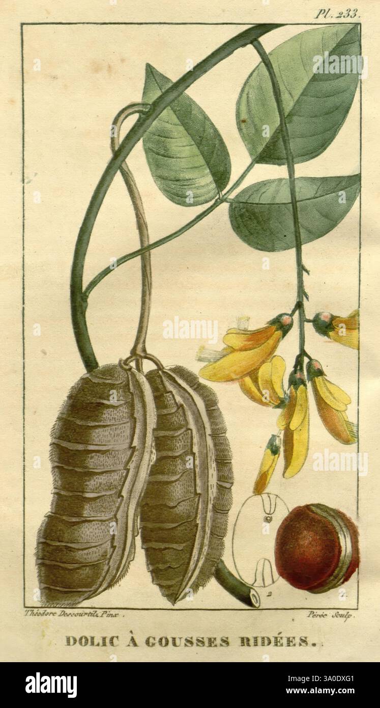 Flore médicale des Antilles, ou, Traité des plantes usuelles, Paris ...
