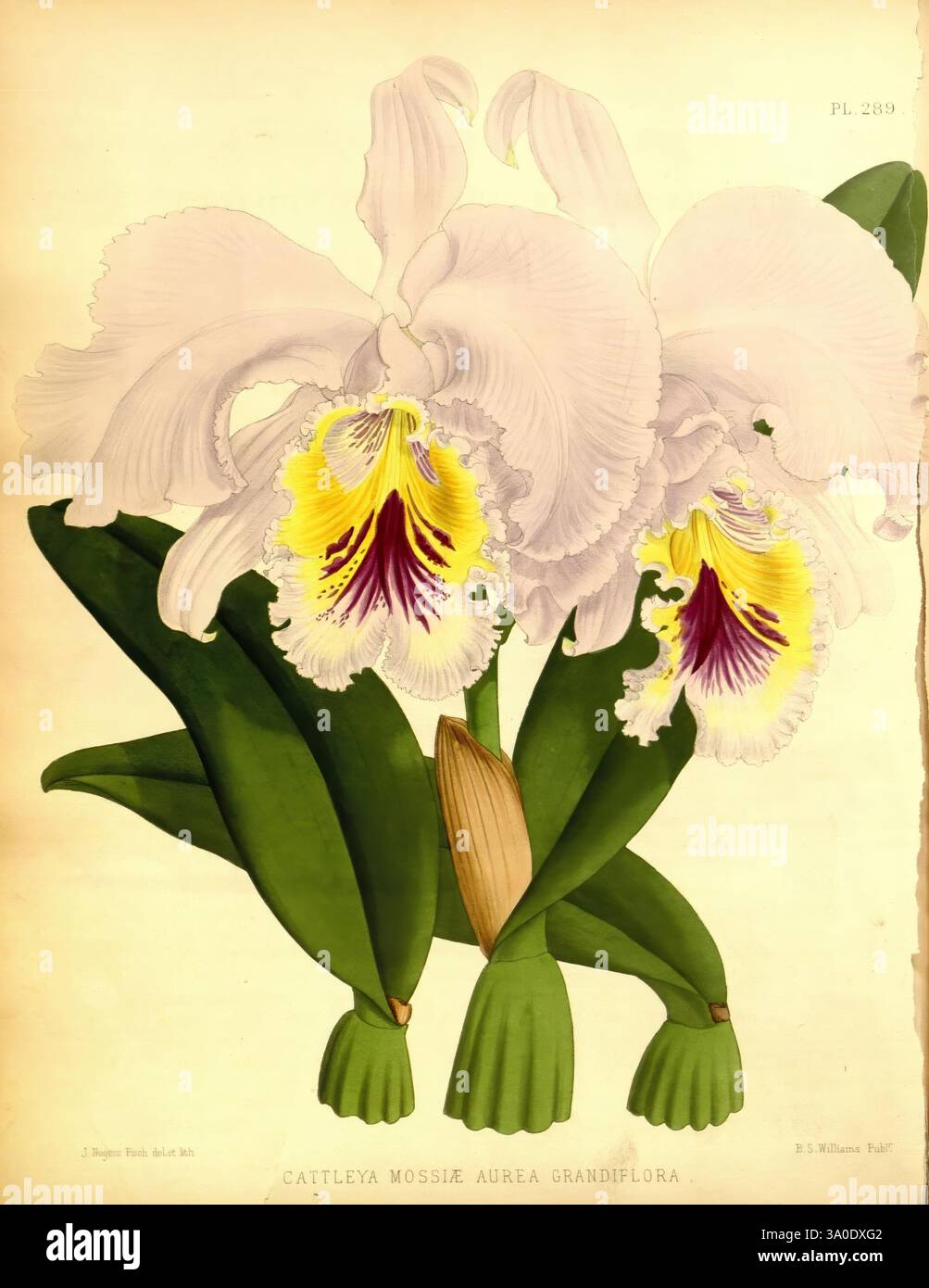 Magnificent cattleya mossiae aurea grandiflora orchid hi-res stock ...