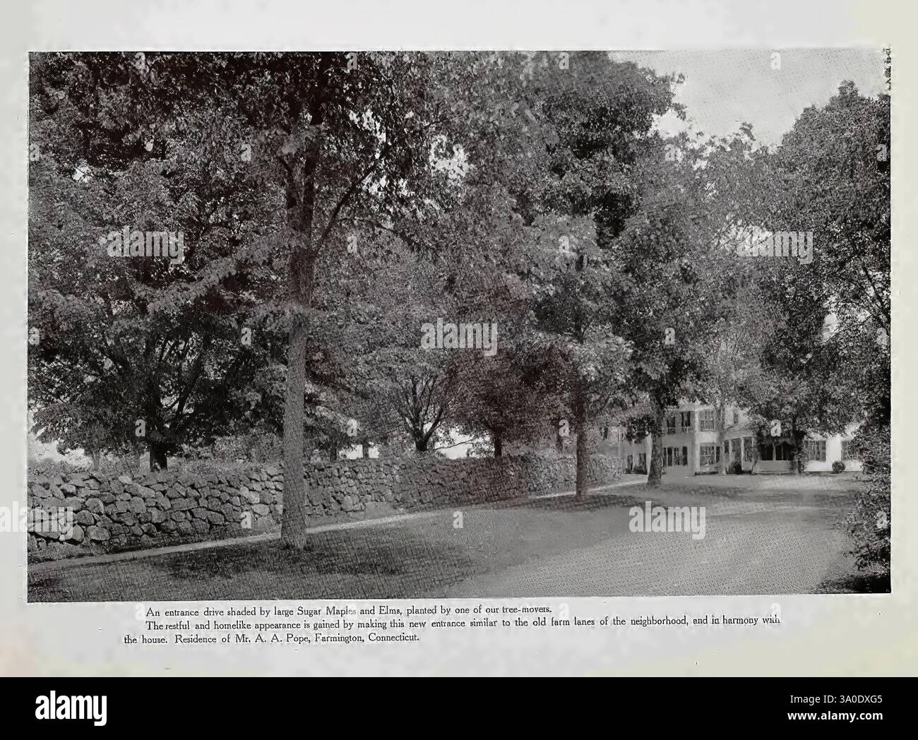Fruits, Long Island, abridged list, lawn trees, street trees ...