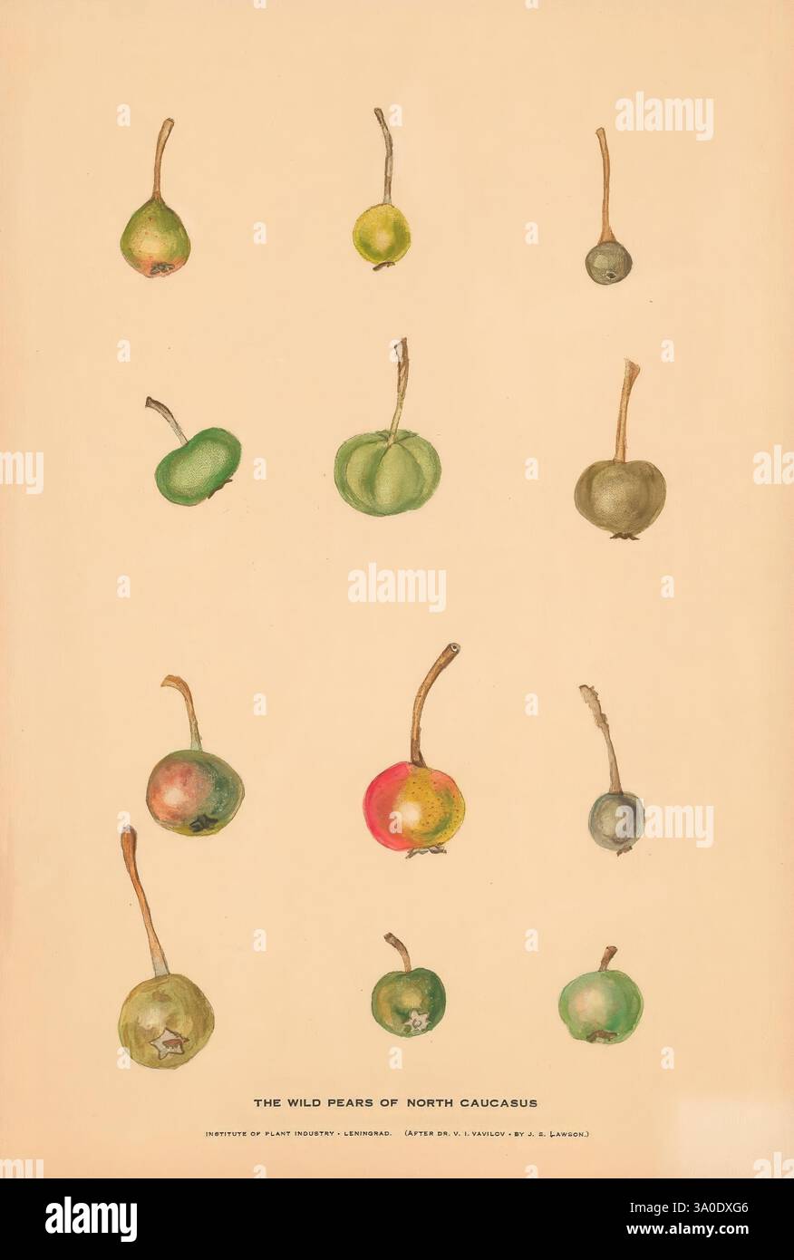 Paintings of wild apples and wild pears collected by Russian botanists ...