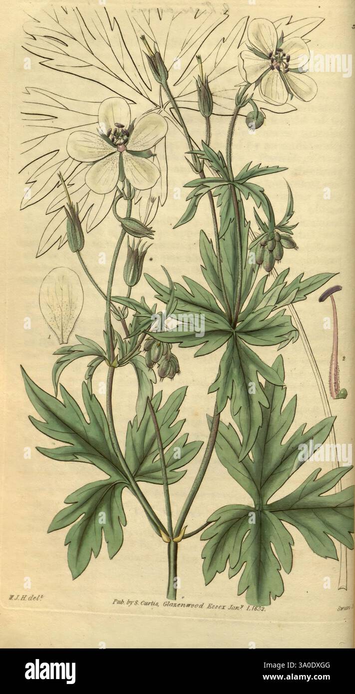 Elongated capsule hints hi-res stock photography and images - Alamy