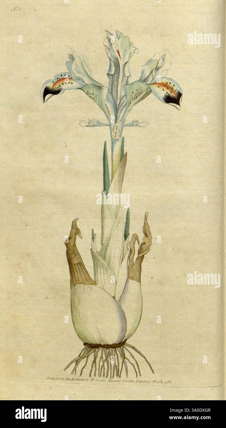 Composition reveals bulbous structures hi-res stock photography and ...