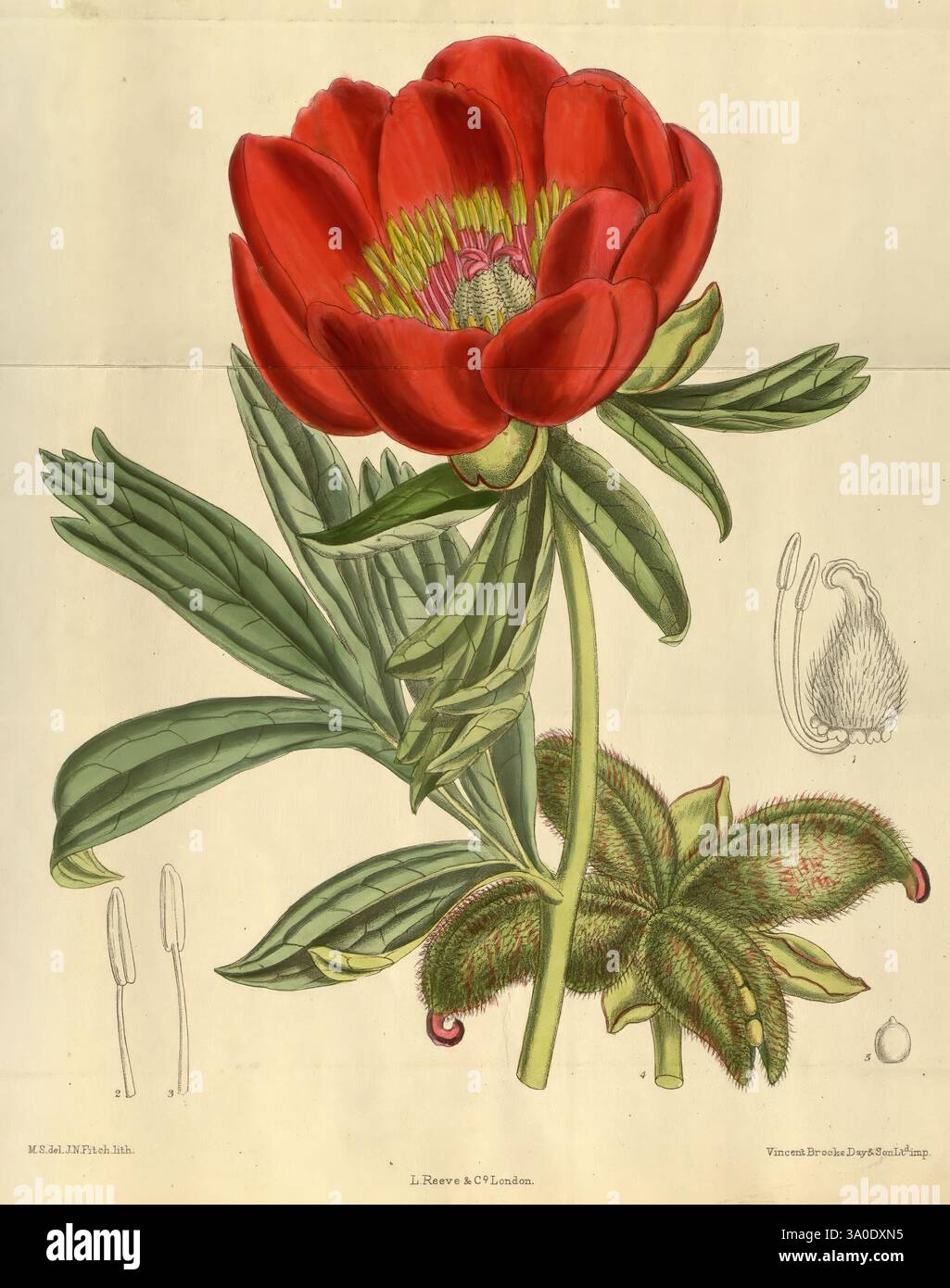 Curtis's Botanical Magazine, London, New York, Botanical Illustration ...