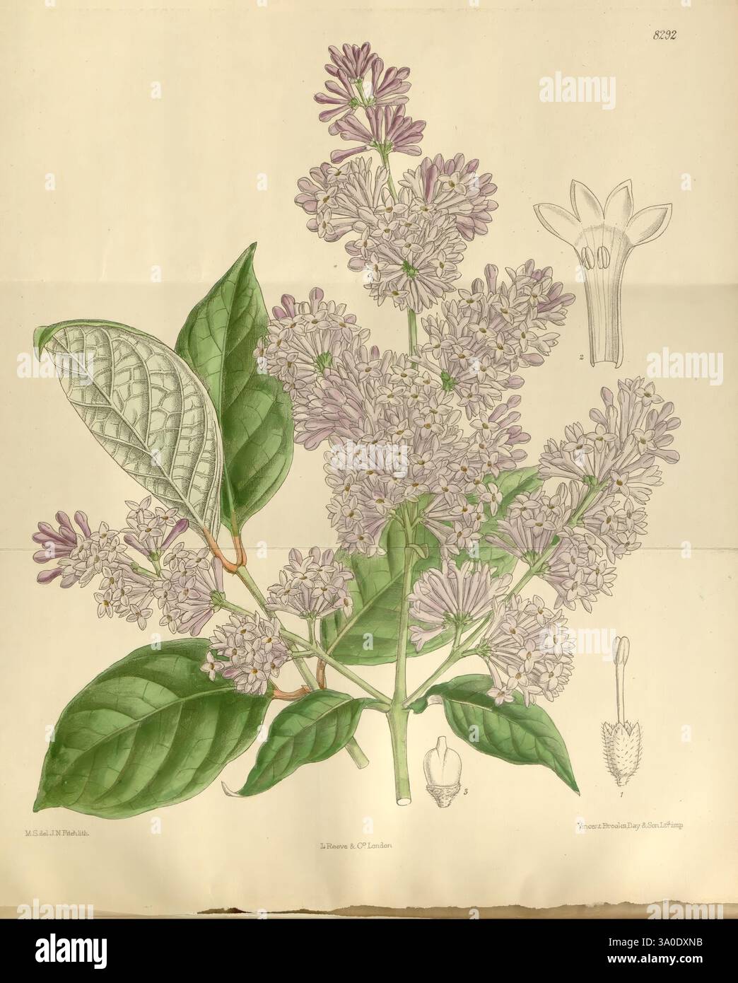 Curtis's Botanical Magazine, London, New York, botanical illustration ...