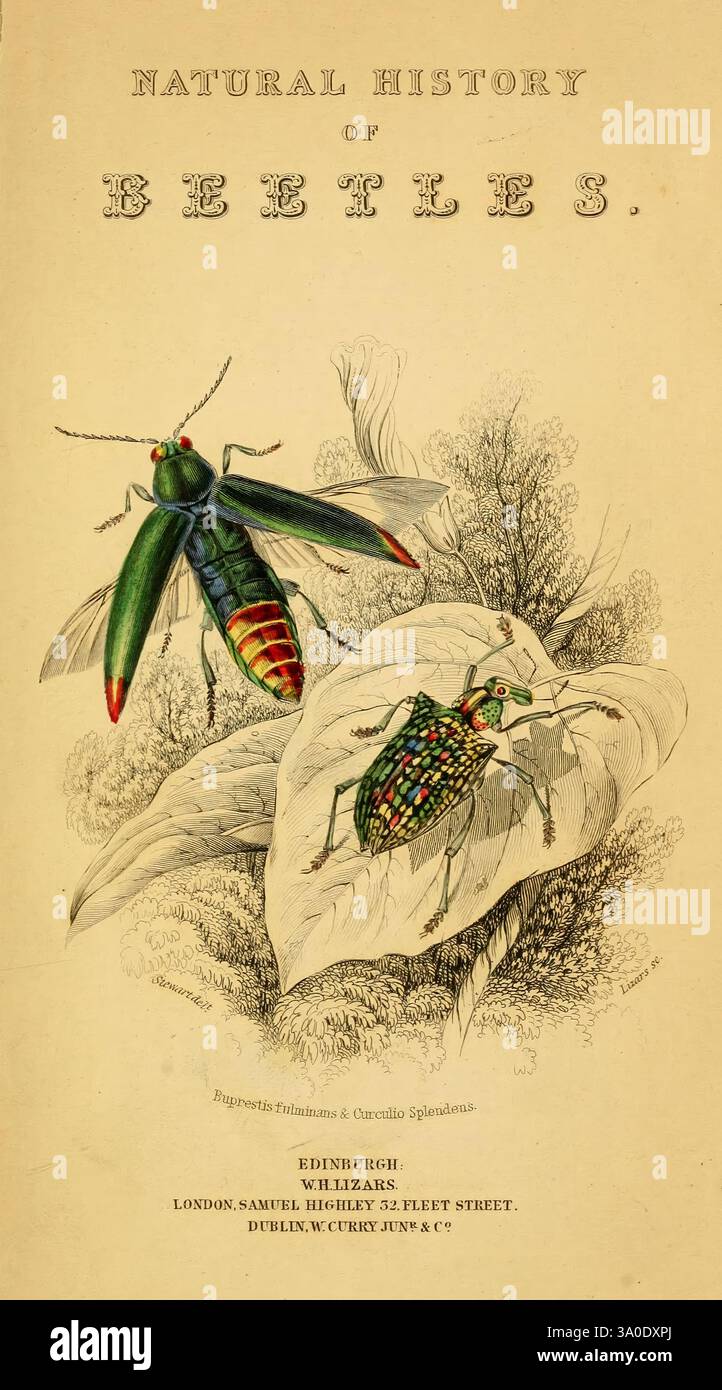 The Natural History of Beetles, Edinburgh, Henry G. Bohn, 1852., An ...