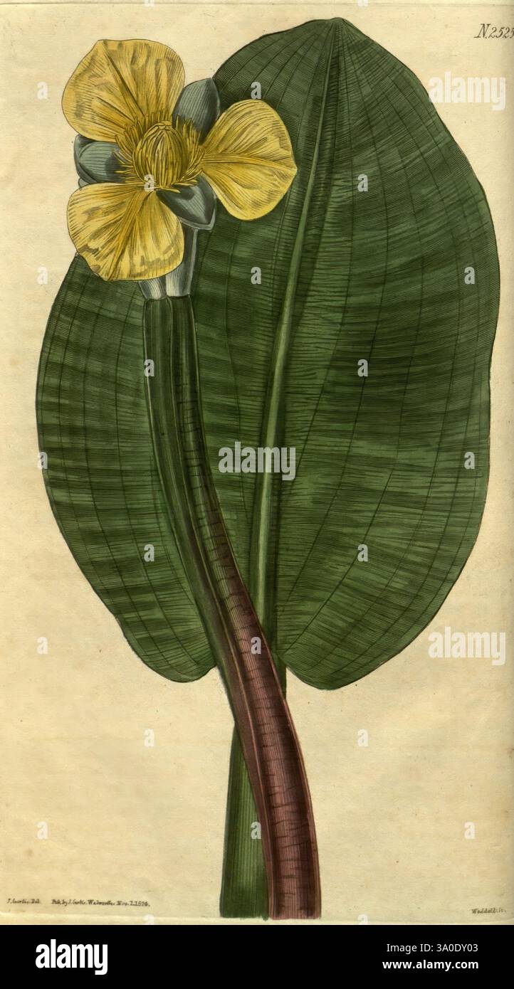 Curtis's botanical magazine London New York botanical illustration ...