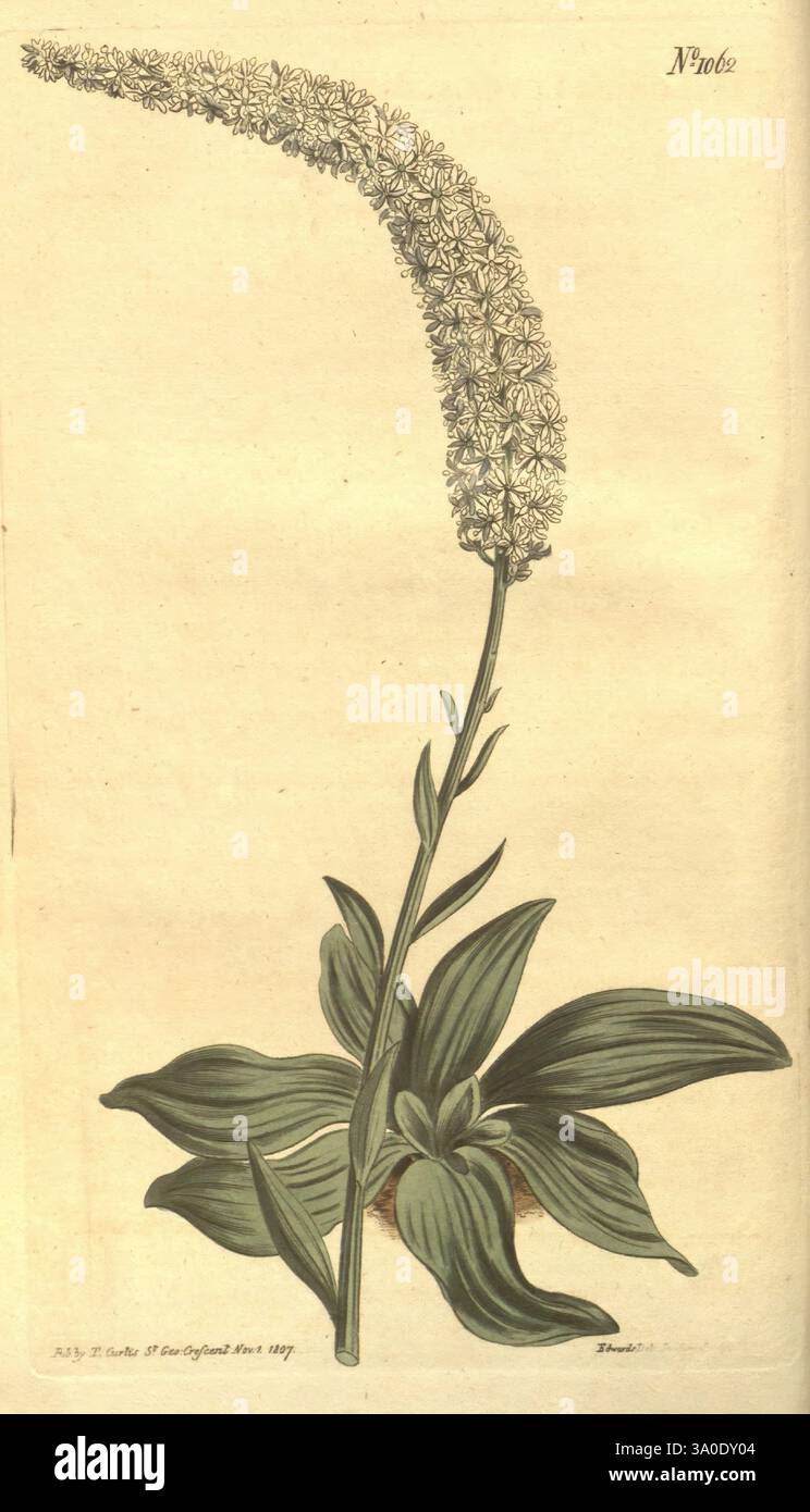 Curtis's botanical magazine London, New York Botanical illustration ...