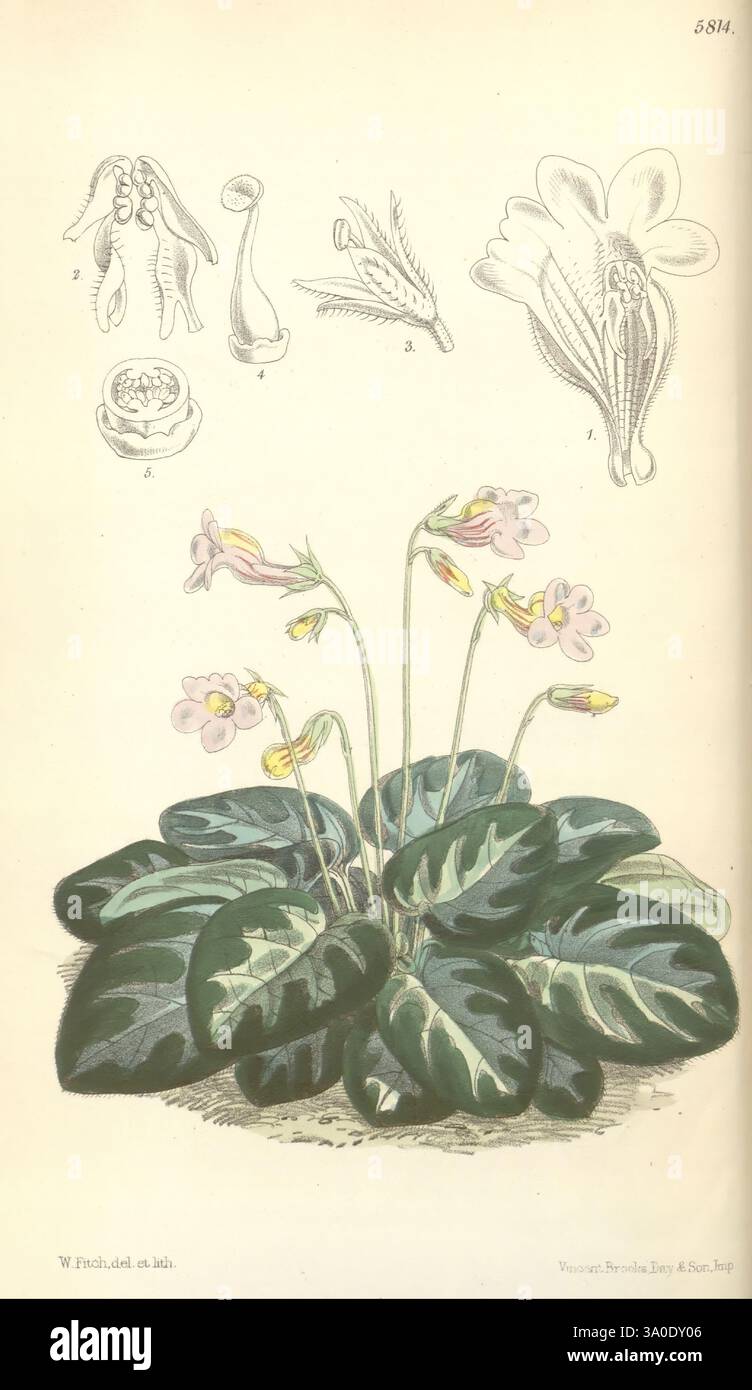 Violets flower structure hi-res stock photography and images - Alamy