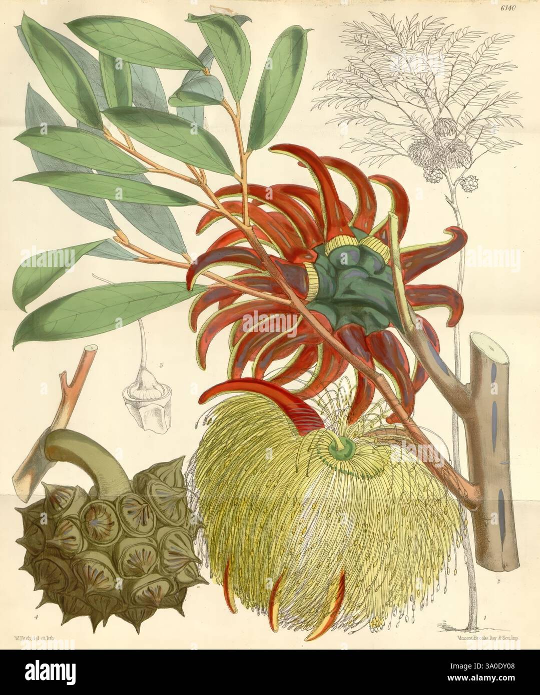 Variety of intricate plant structures hi-res stock photography and ...
