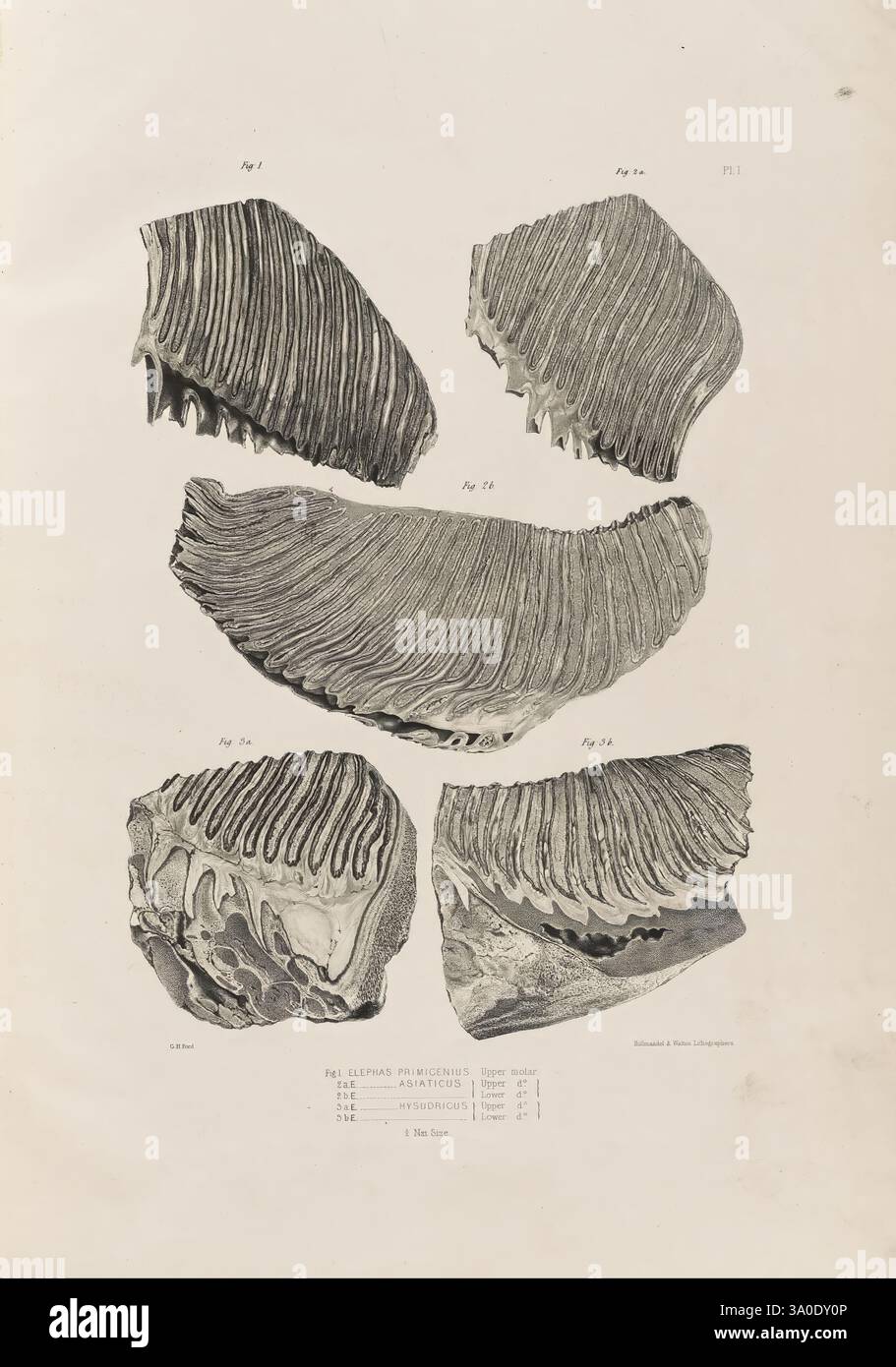 Detailed study of various shell cross sections hi-res stock photography ...
