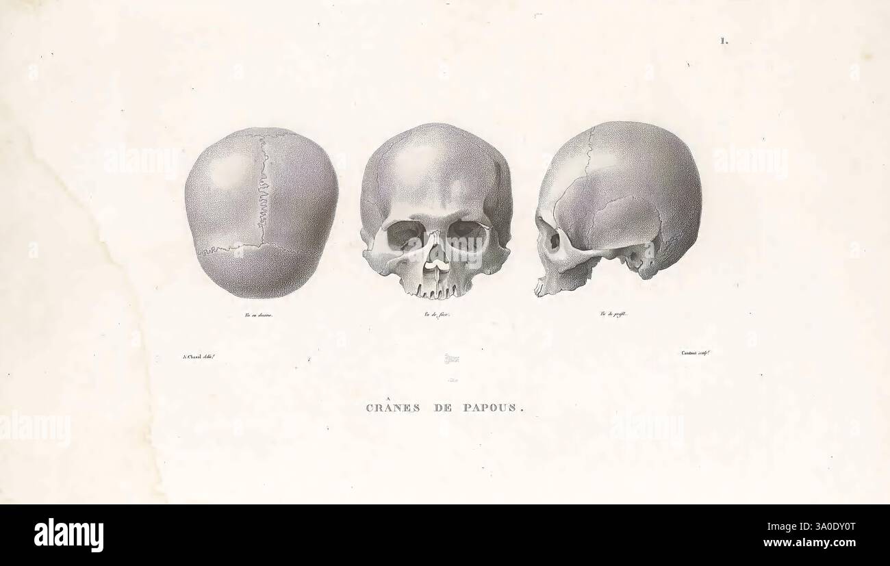 Context of anatomical studies hi-res stock photography and images - Alamy