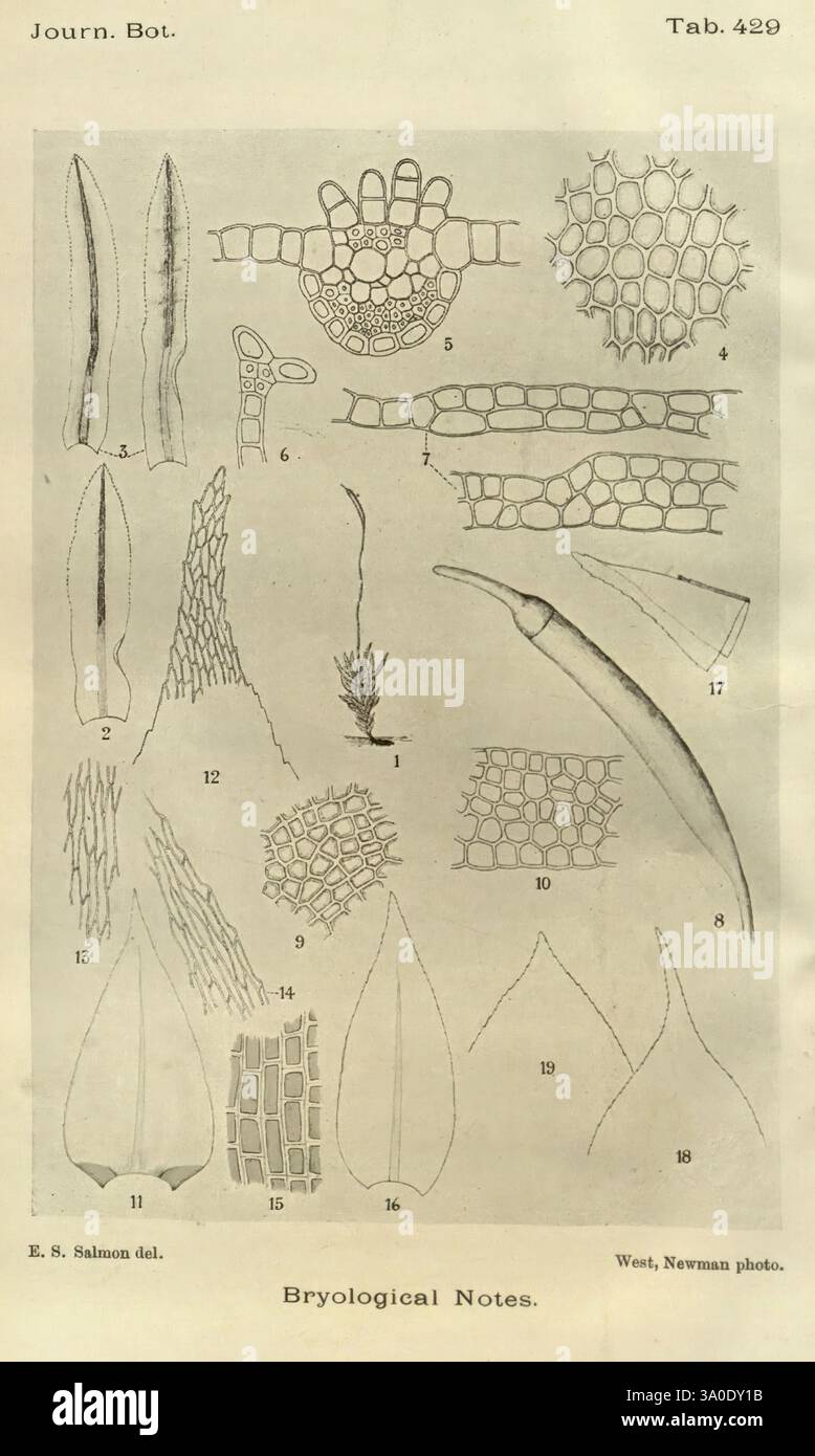Illustrate important morphological characteristics hi-res stock ...