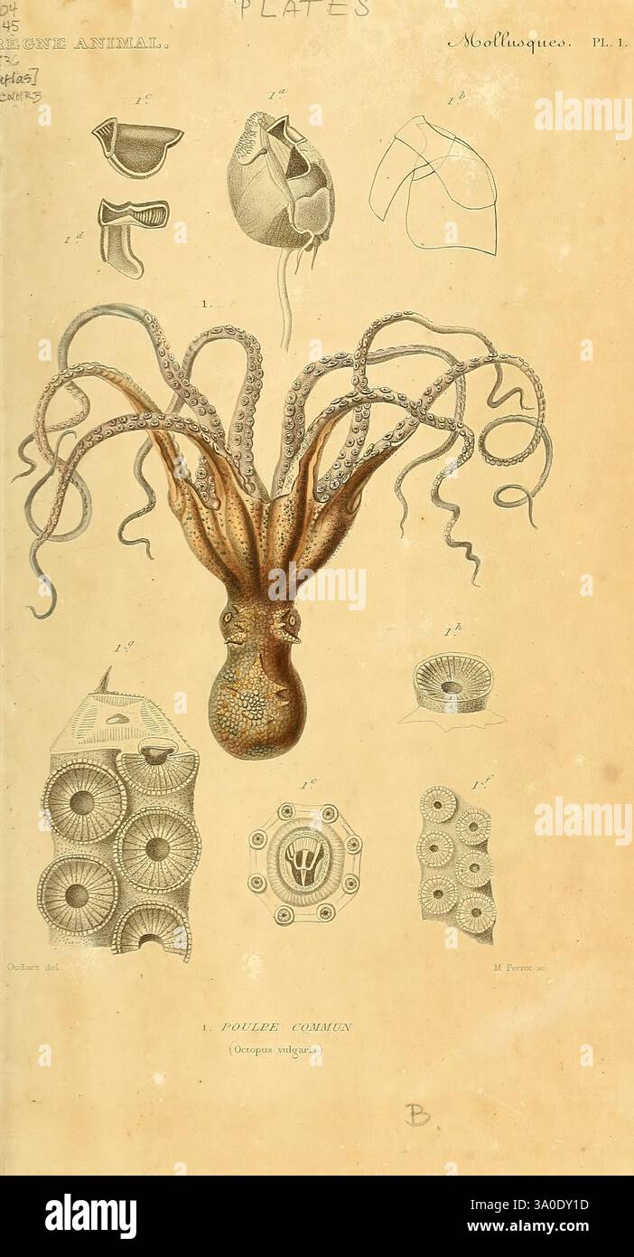 Les mollusques, Paris, 1836-1845, classification, mollusks, pictorial ...