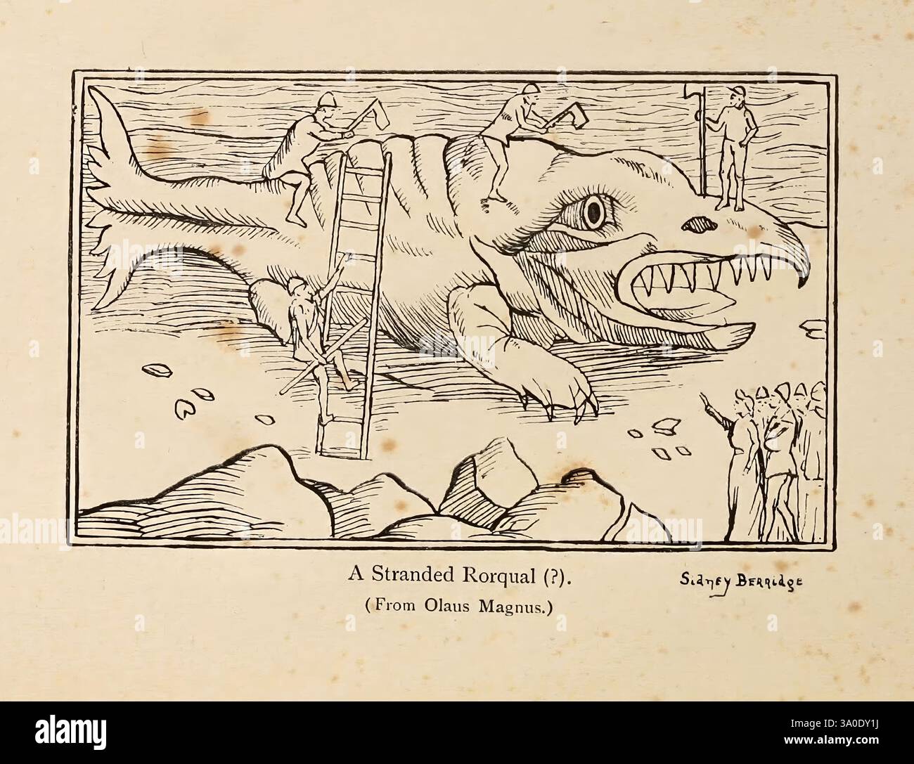 Reminiscent of historical depictions of mythical beasts hi-res stock ...