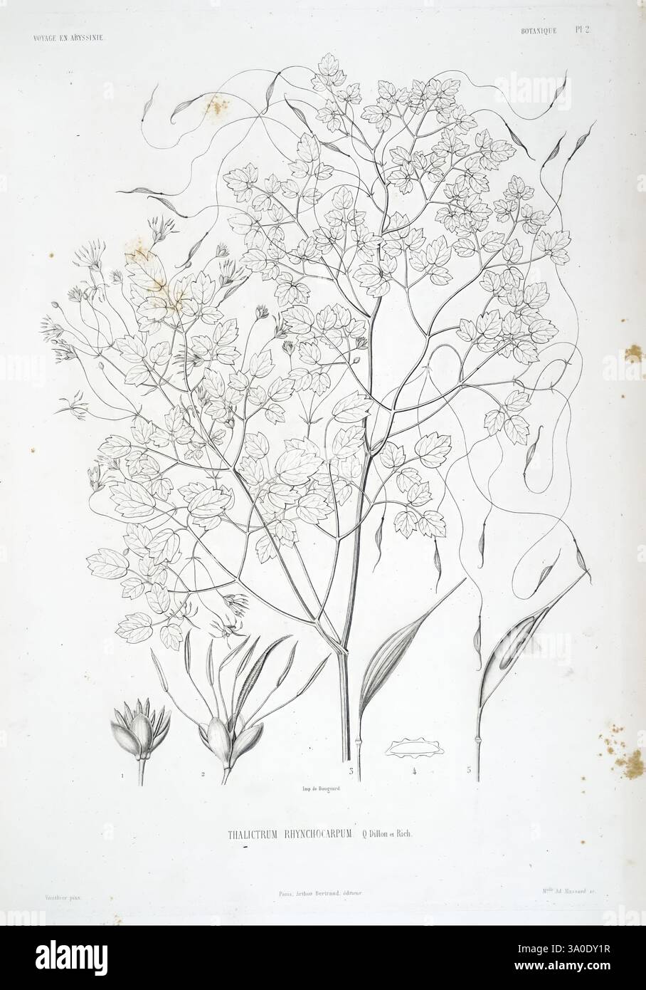 Tentamen, florae, Abyssinicae, Parisiis, Arthus, Bertrand, 1847-1851, A ...