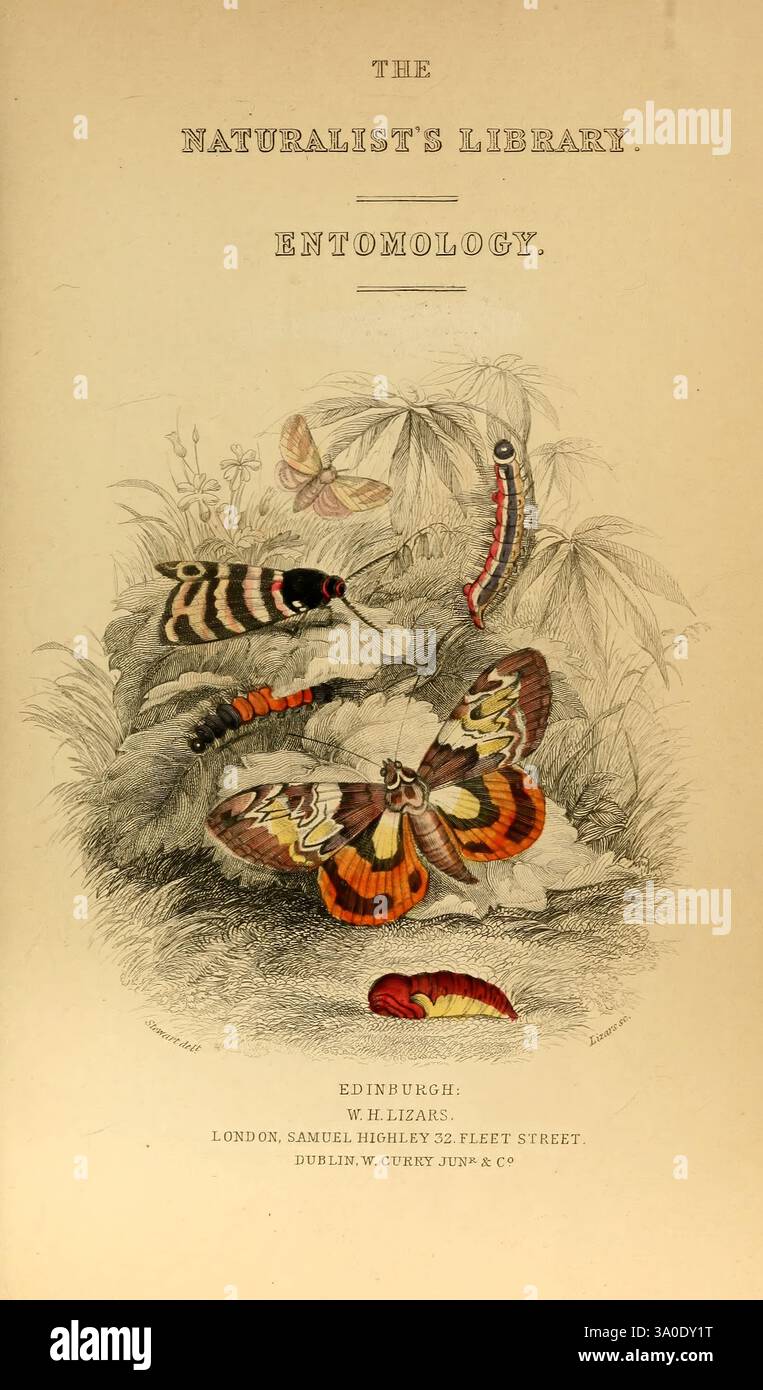 Complexities of entomology hi-res stock photography and images - Alamy