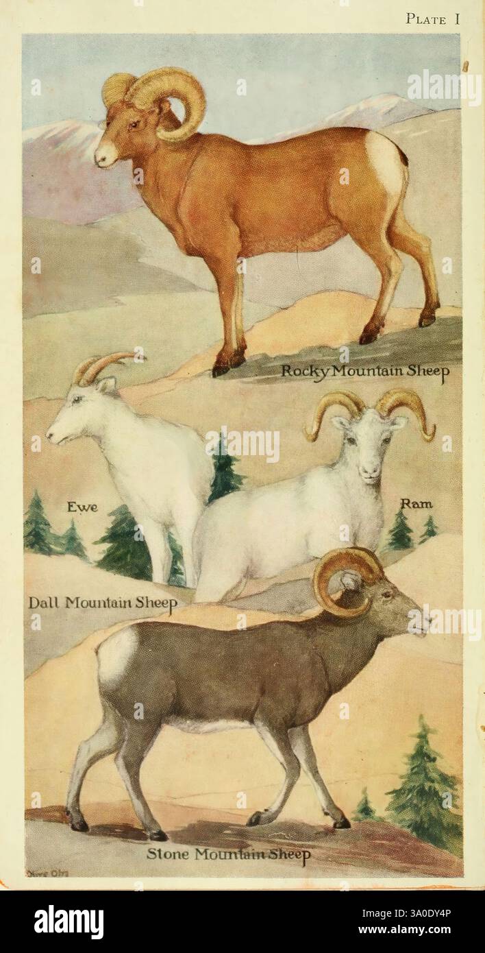 Series of sheep species native hi-res stock photography and images - Alamy