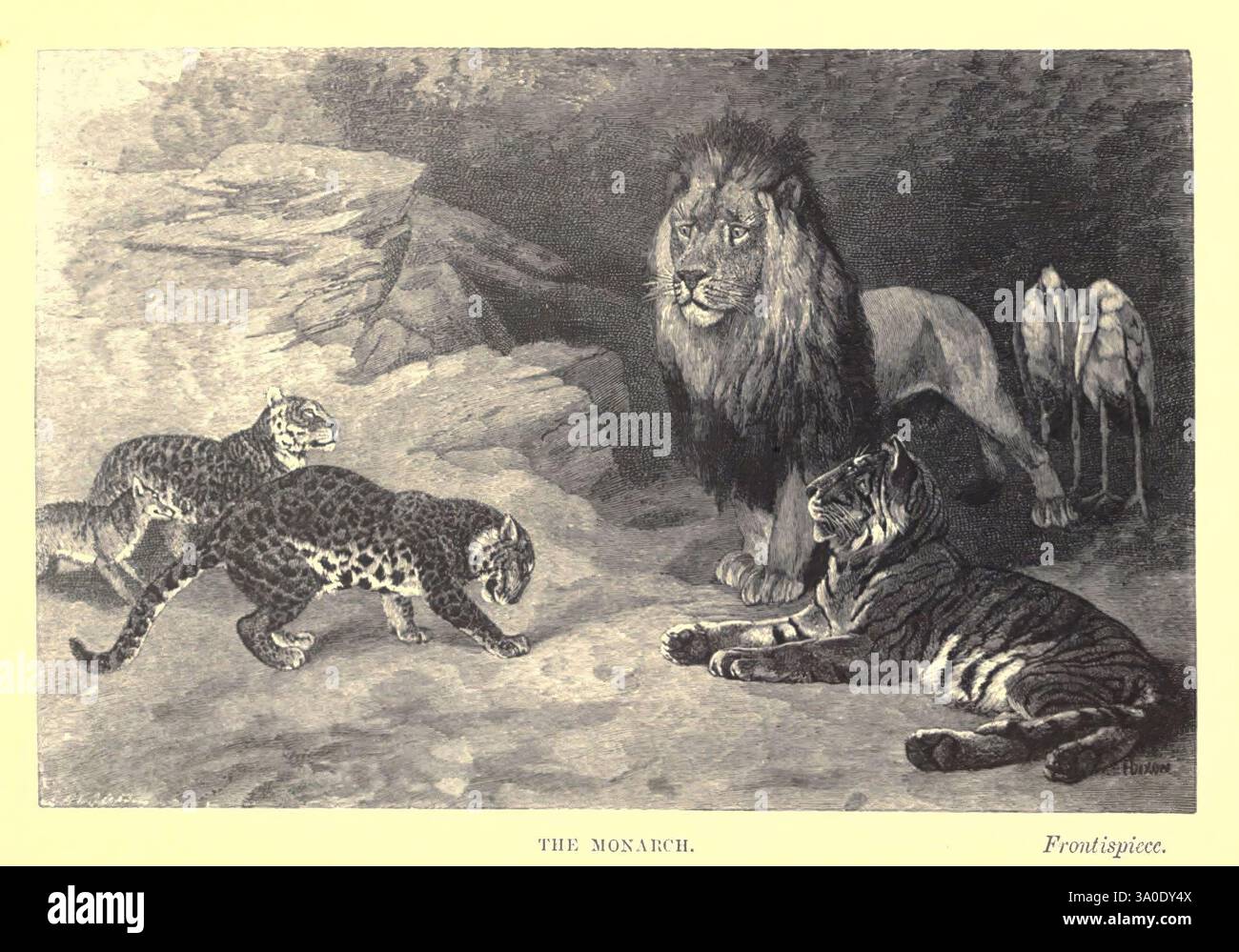 Wild beasts and their ways, 1890, hunting, animal behavior, In a serene ...