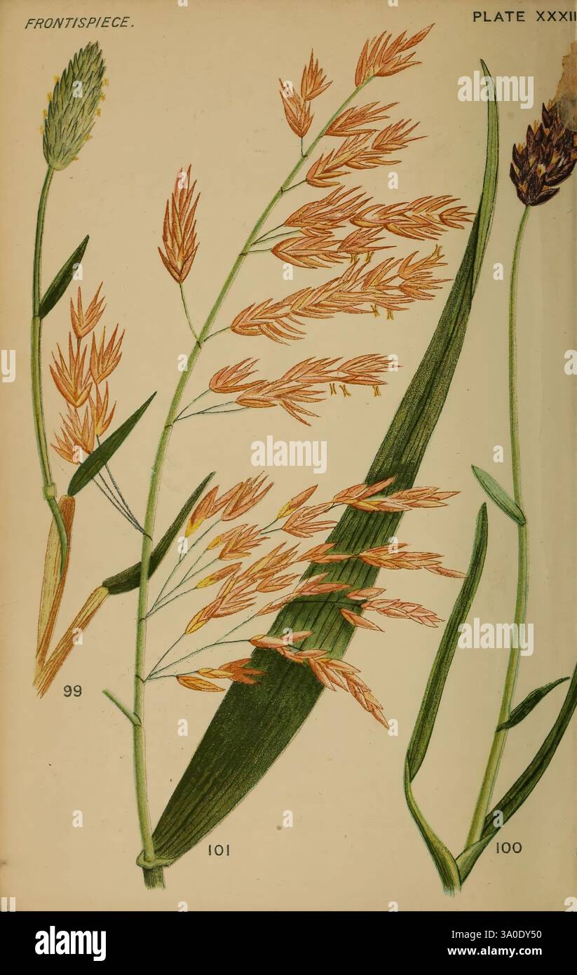 Manual of British Grasses London 1907 Great Britain Grasses, This ...