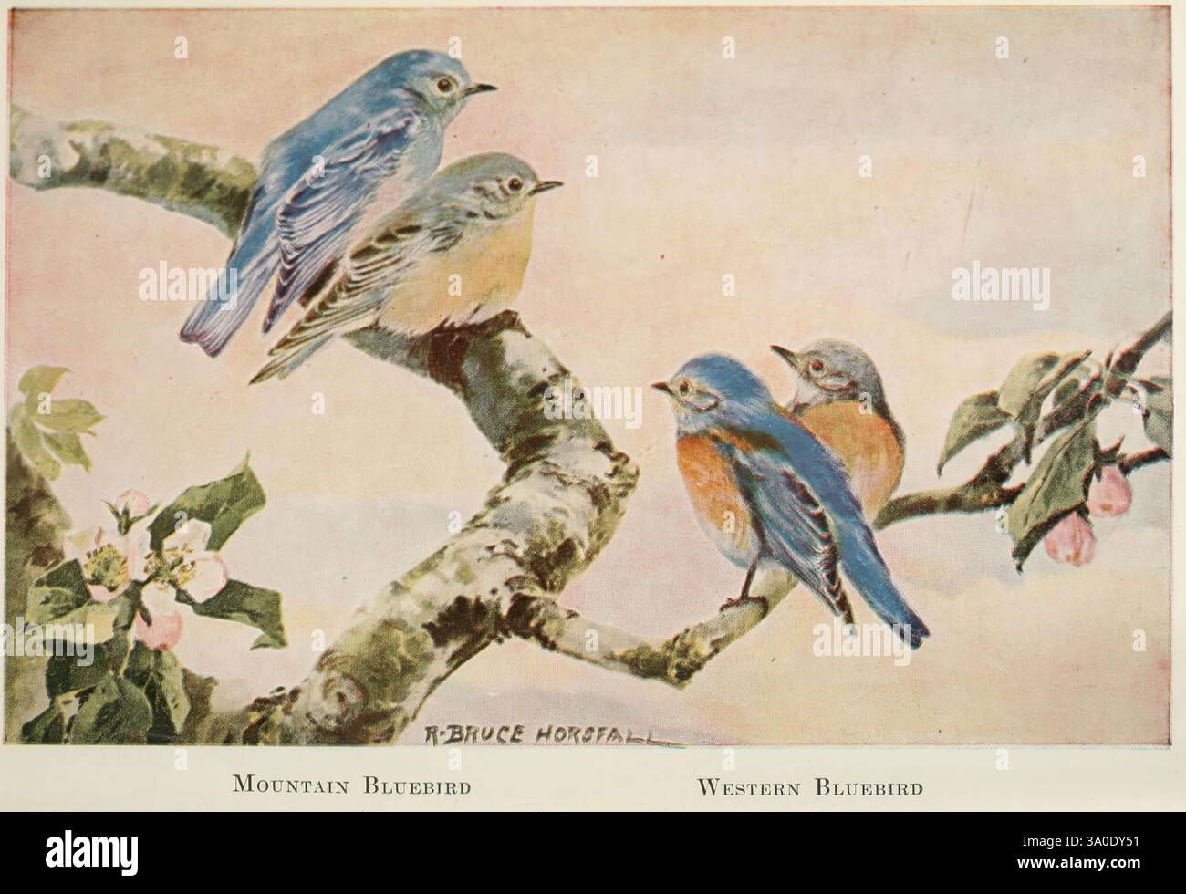 Vibrant blue plumage typical of male western bluebirds hi-res stock ...