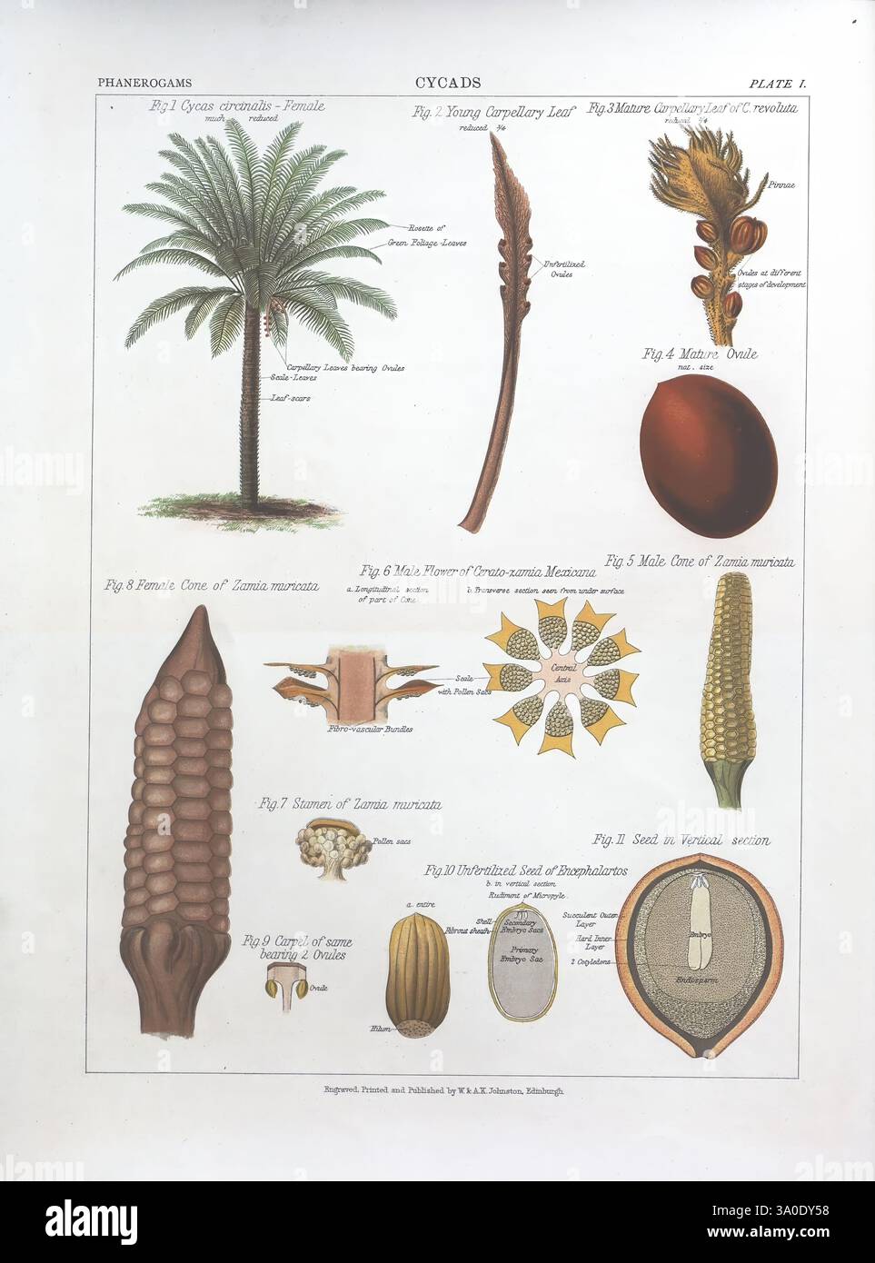 Detailed study of cycads hi-res stock photography and images - Alamy