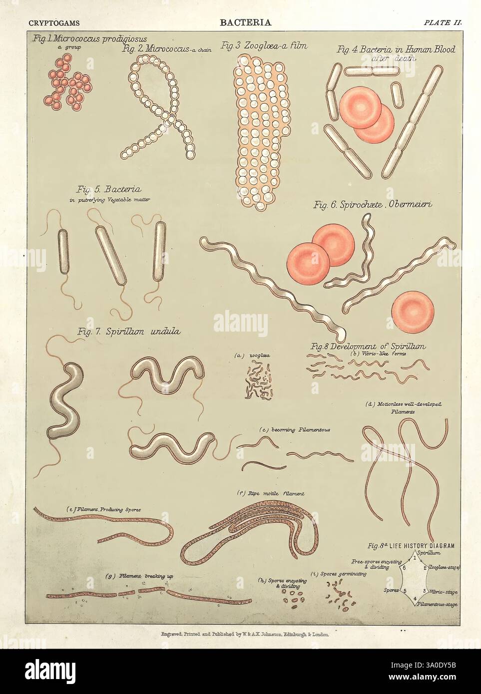 Detailed depictions of different bacterial structures hi-res stock ...