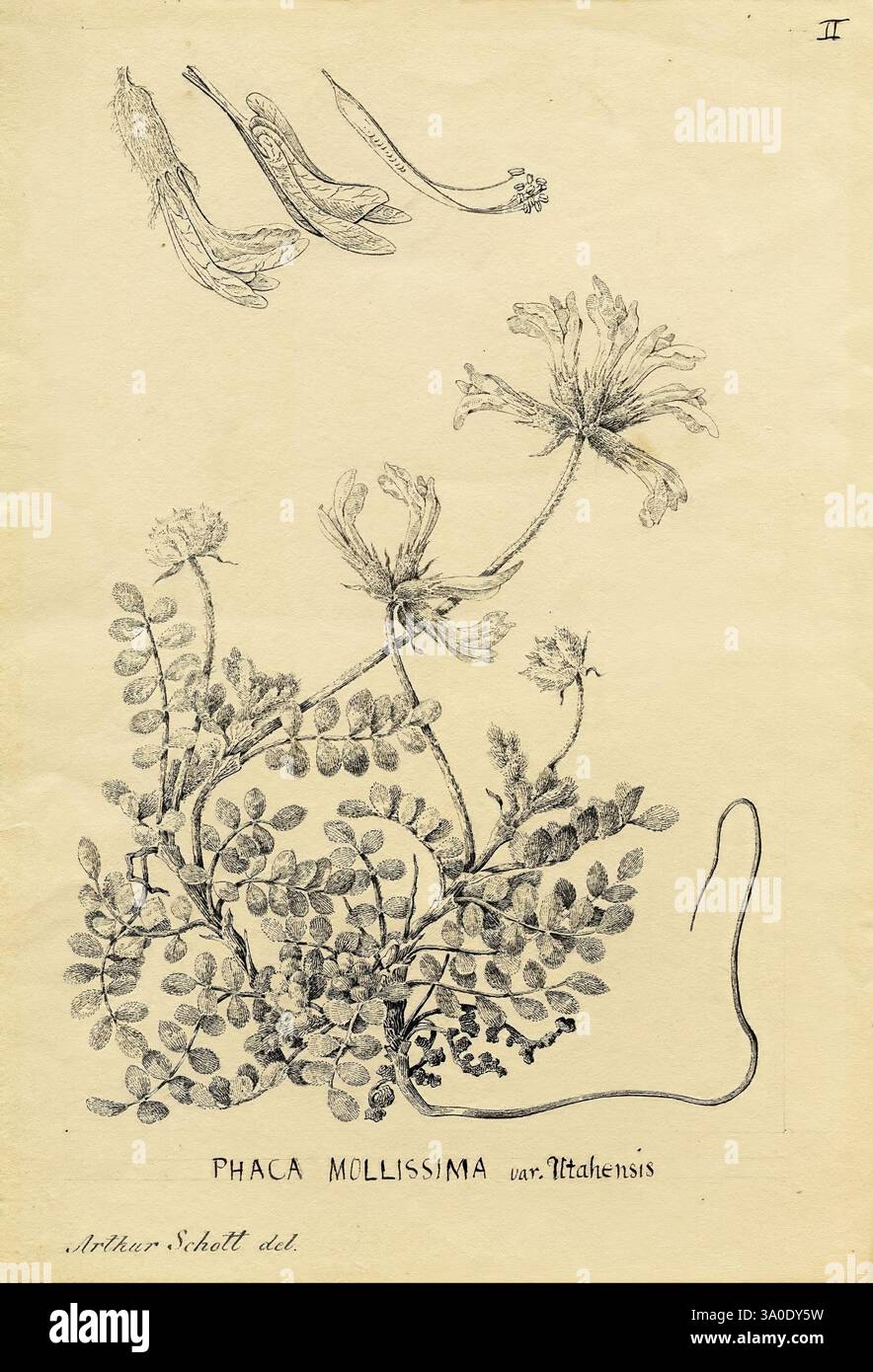 Slender pods illustrate hi-res stock photography and images - Alamy