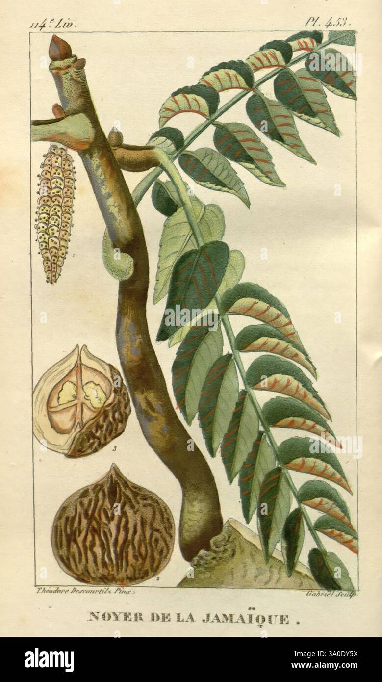 Flore médicale des Antilles, ou, Traité des plantes usuelles, Paris ...