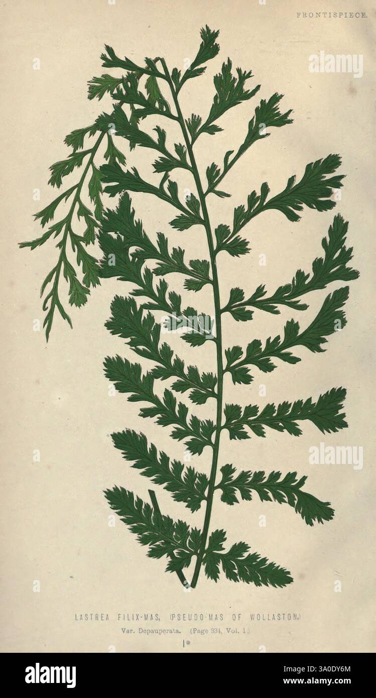 Our native ferns, A history of the British species and their varieties ...