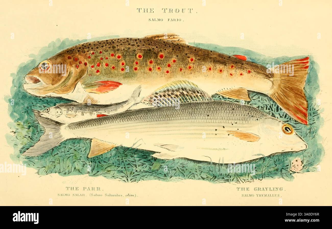 The fly-fisher's entomology, London, Longmans, Green, & co, 1901 ...