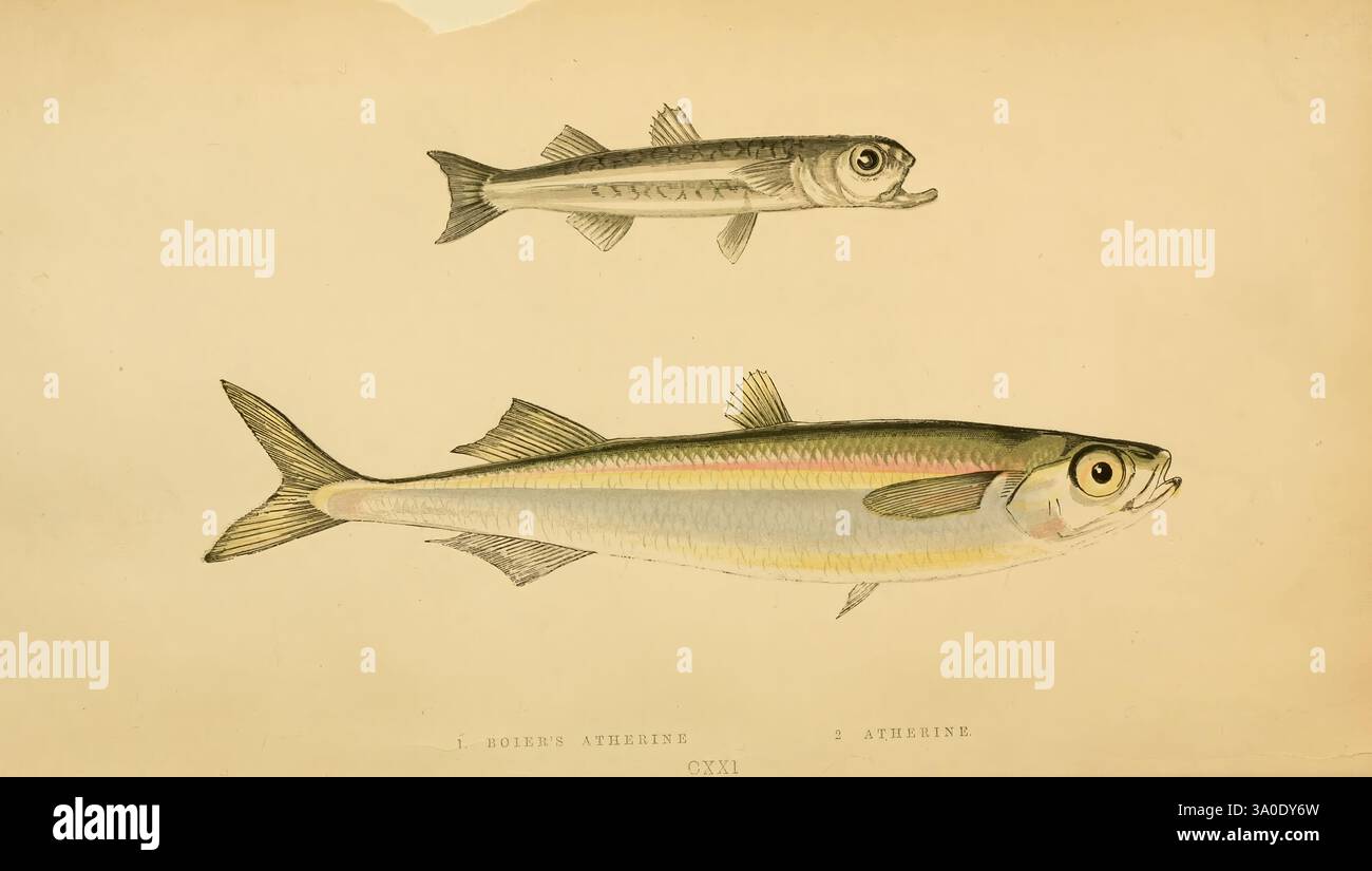 A history of the fishes of the British Islands, 1862-65, Great Britain ...